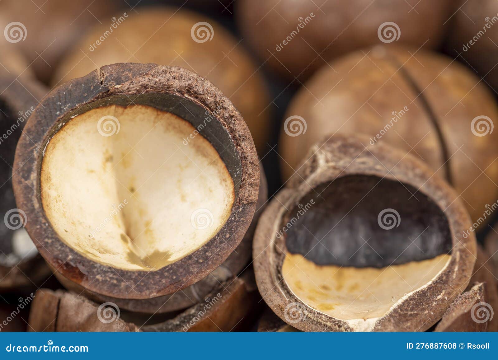 A Bunch of Ripe Macadamia Nuts in a Hard Shell Stock Photo - Image of ...