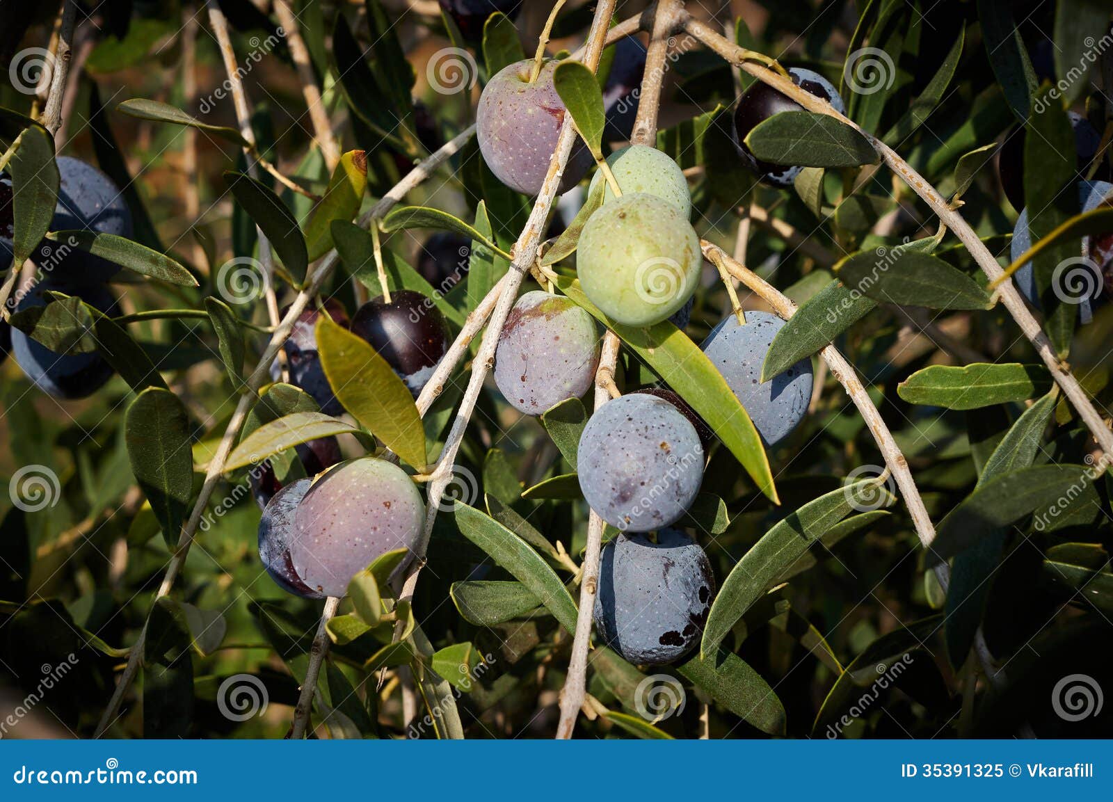 Bunch of ripe olives stock image. Image of grove, ripe - 35391325