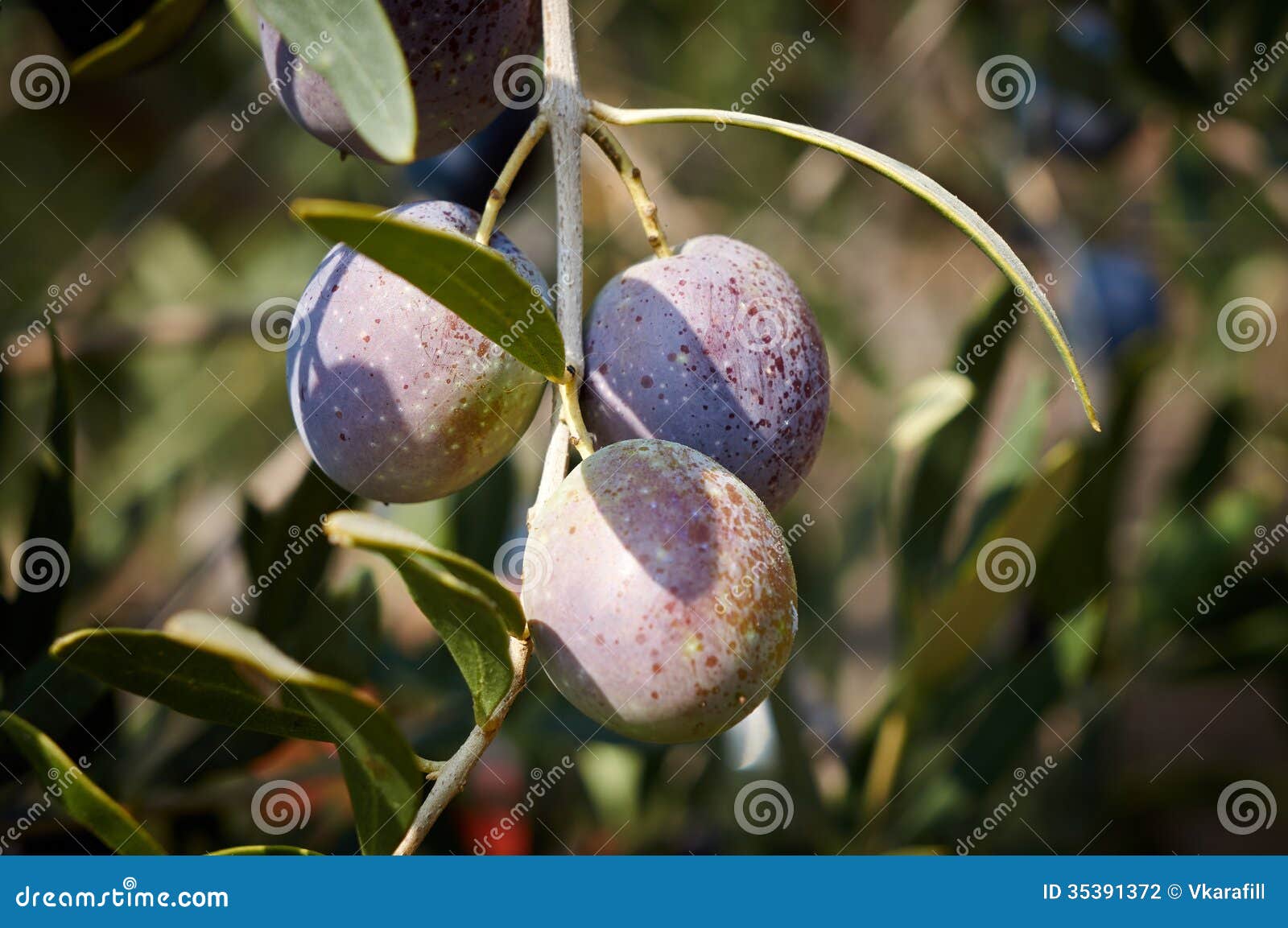 Bunch of ripe olives stock photo. Image of leaf, black - 35391372