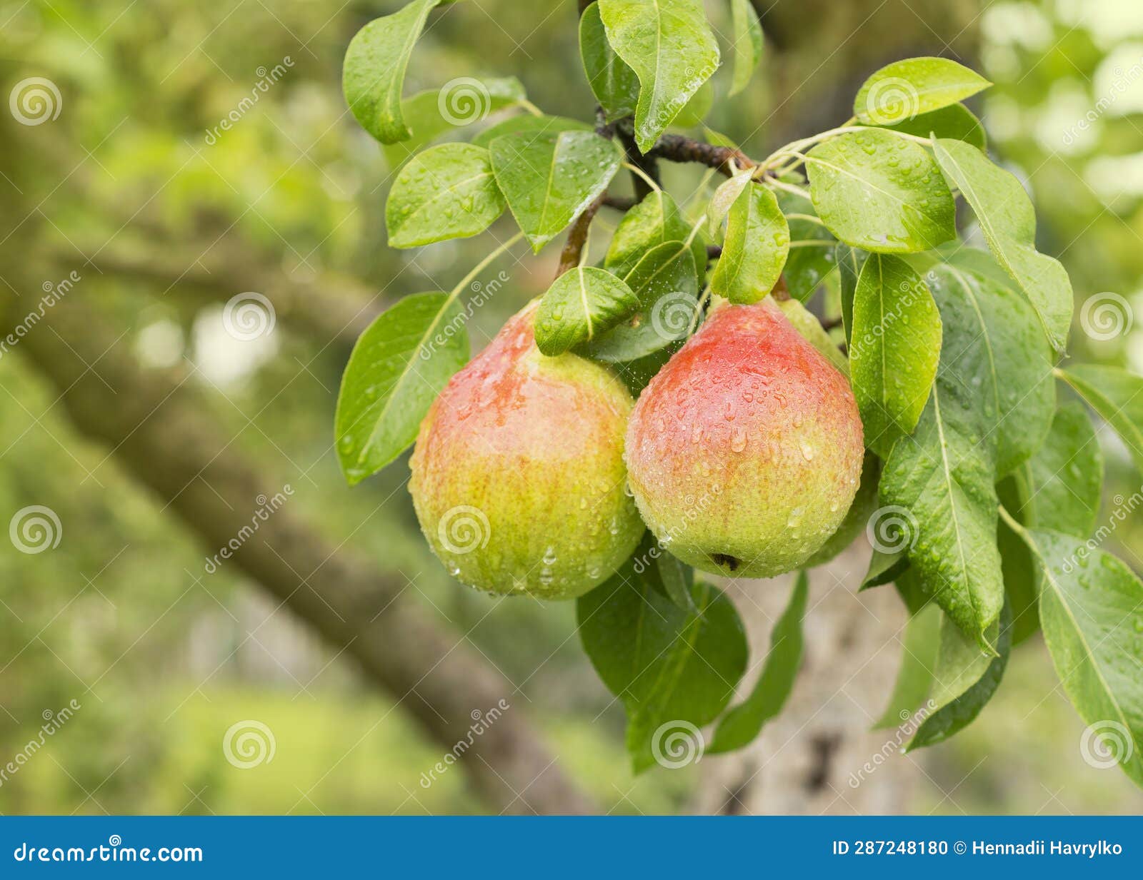 Bunch of Ripe Pears on Tree Branch. Nature Background Stock Photo ...