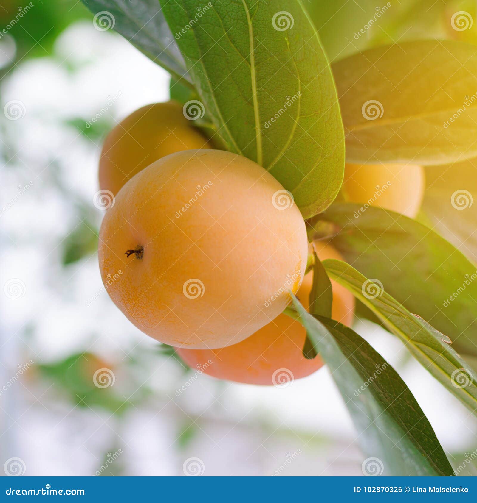 Bunch of Ripe Persimmons on a Tree. Stock Photo - Image of fuyu, green ...