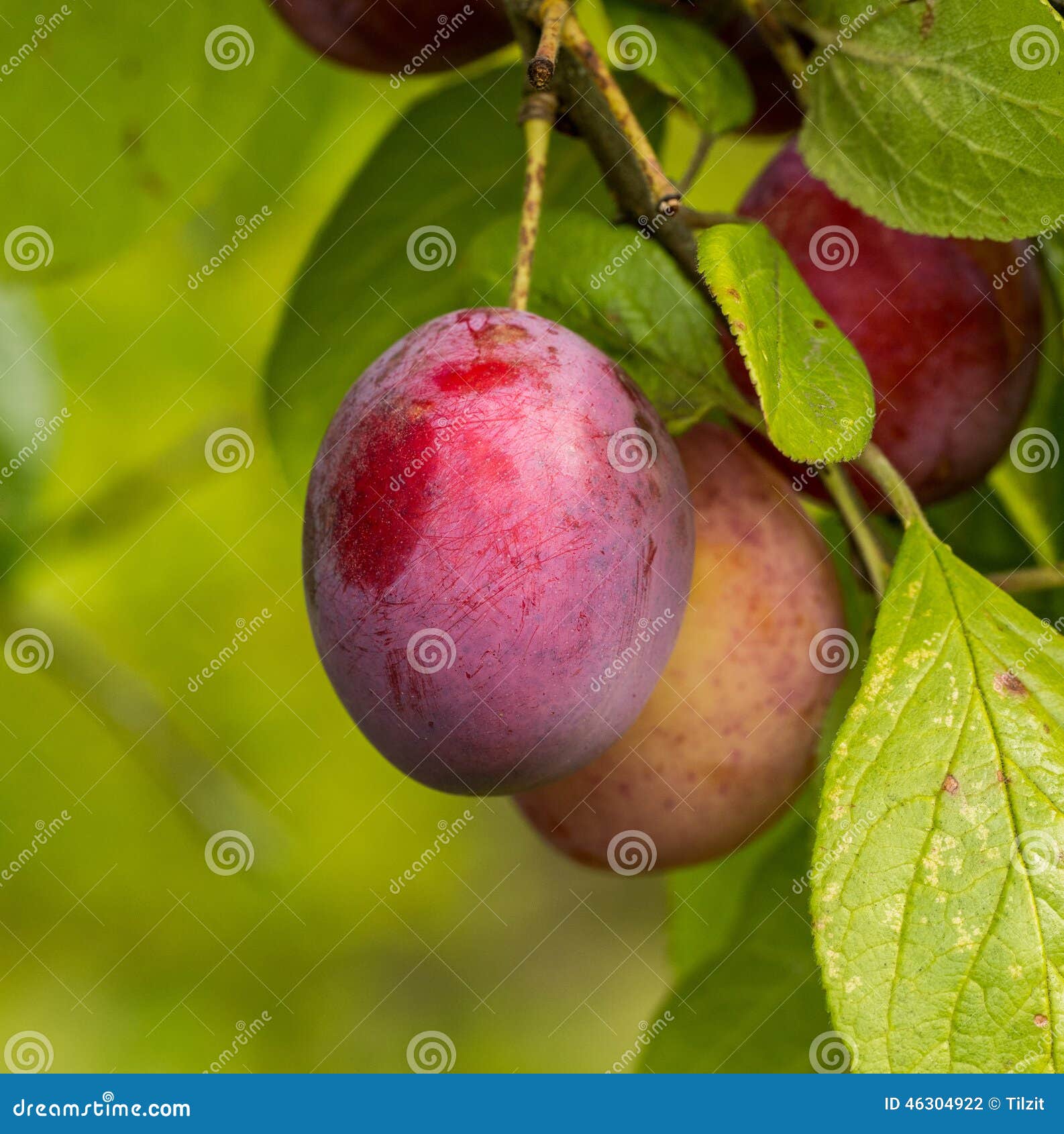 The Bunch with Ripe Plums at Garden Stock Photo - Image of juicy ...