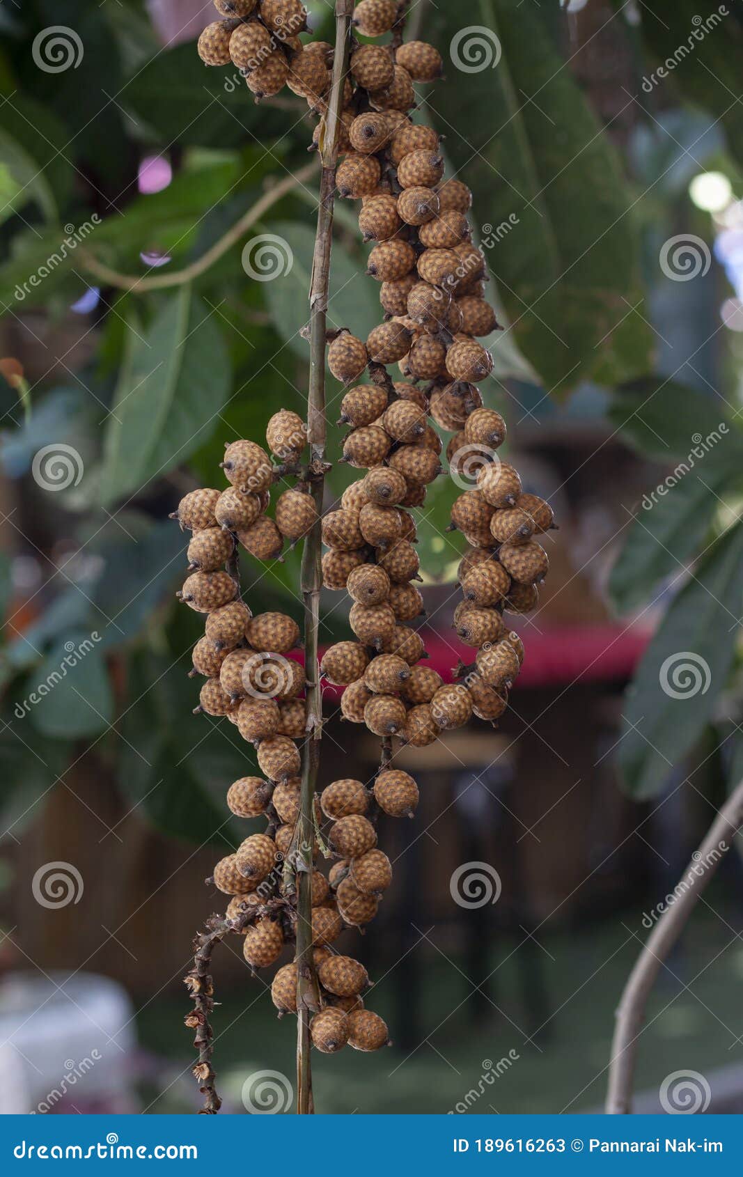 Bunch of Ripe Rattan Palm Fruit. Stock Image - Image of leaf, nature ...