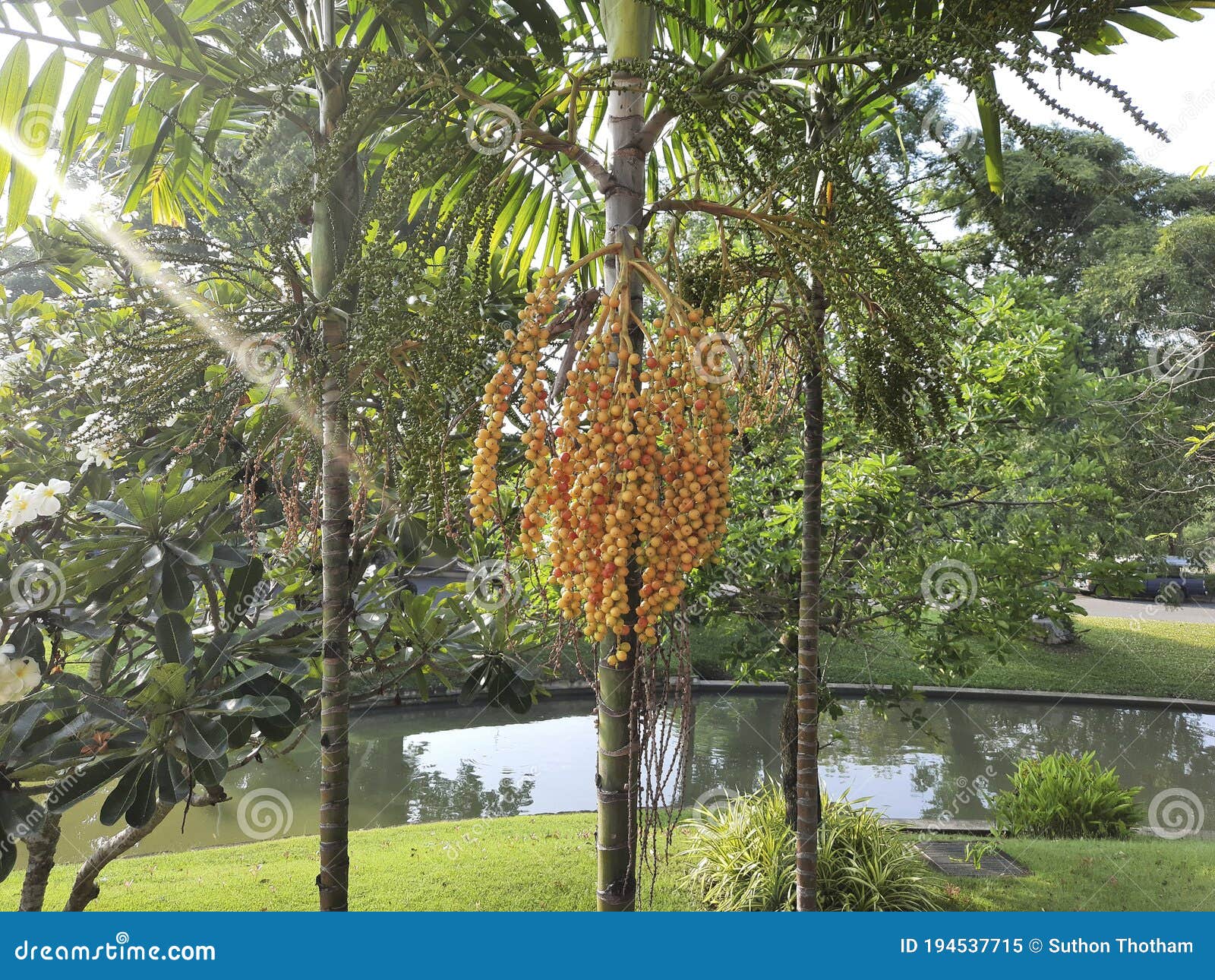 A Bunch of Ripe Red Areca Palm Areca Catechu Tropical or Hung Editorial ...