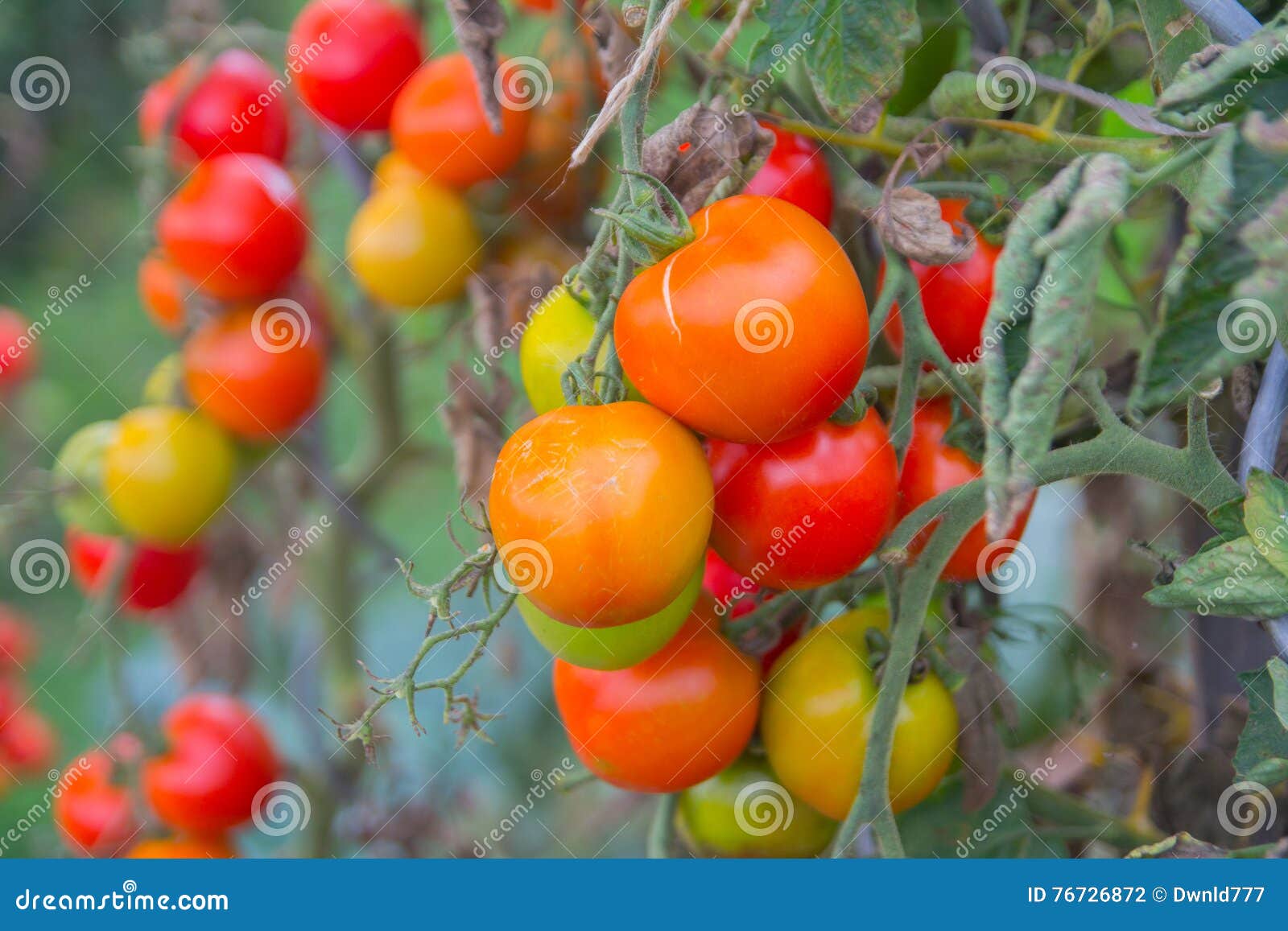 Bunch of Ripe Red Tomato Closeup Growing in Garden Stock Photo - Image ...
