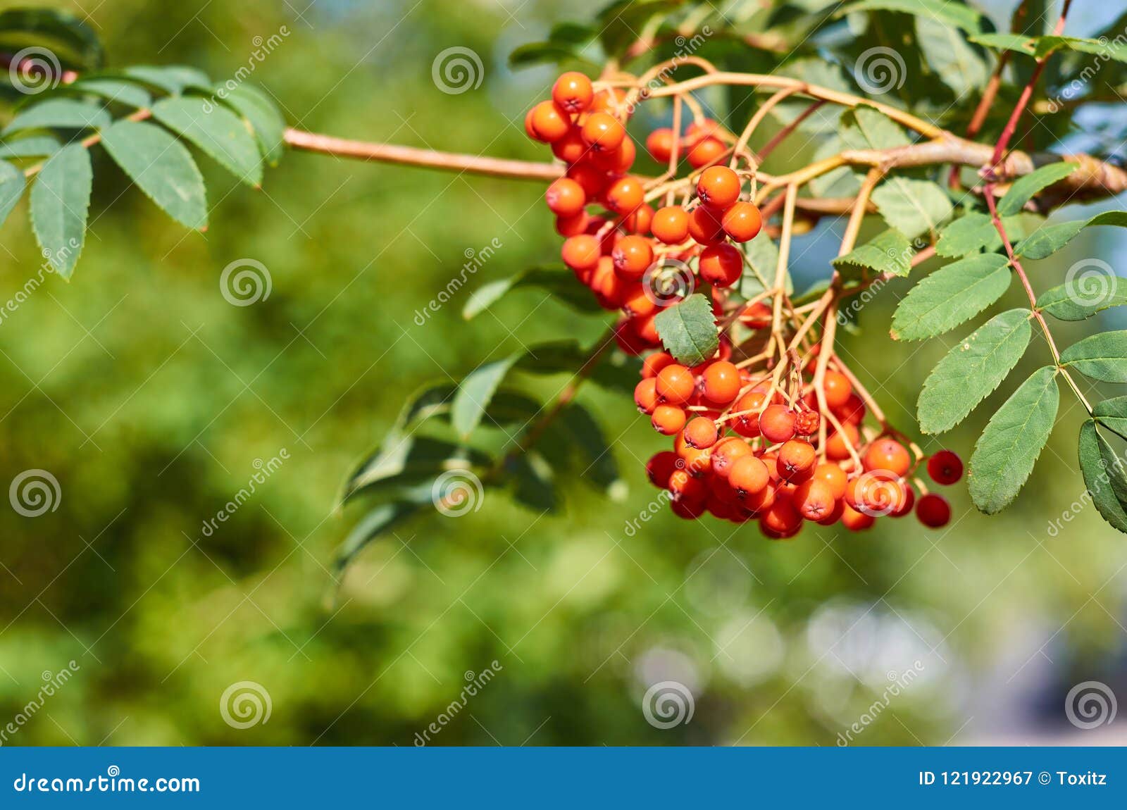 Bunch of Ripe Rowanberry Fruit on Tree with Green Leaves Stock Image ...