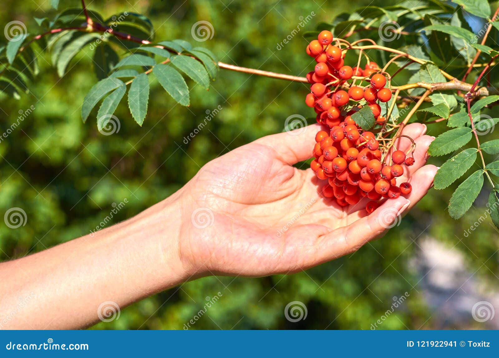 Bunch of Ripe Rowanberry Fruit on Tree with Green Leaves with Hand ...