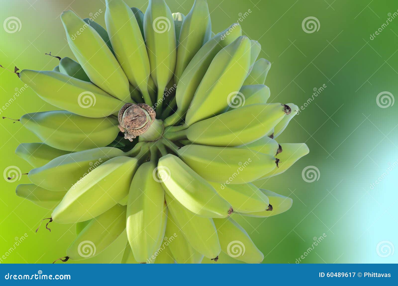 Bunch of Ripening Banana on Tree Stock Image - Image of lunch, bunch ...