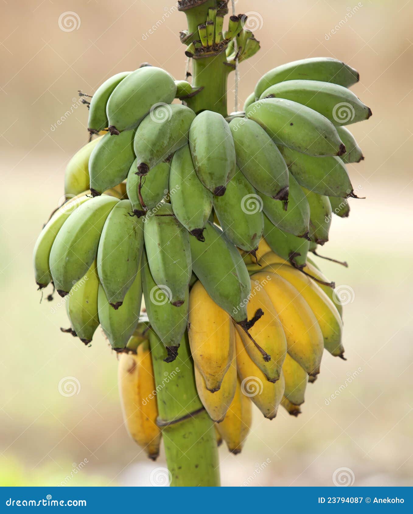 Bunch of ripening bananas stock image. Image of health - 23794087
