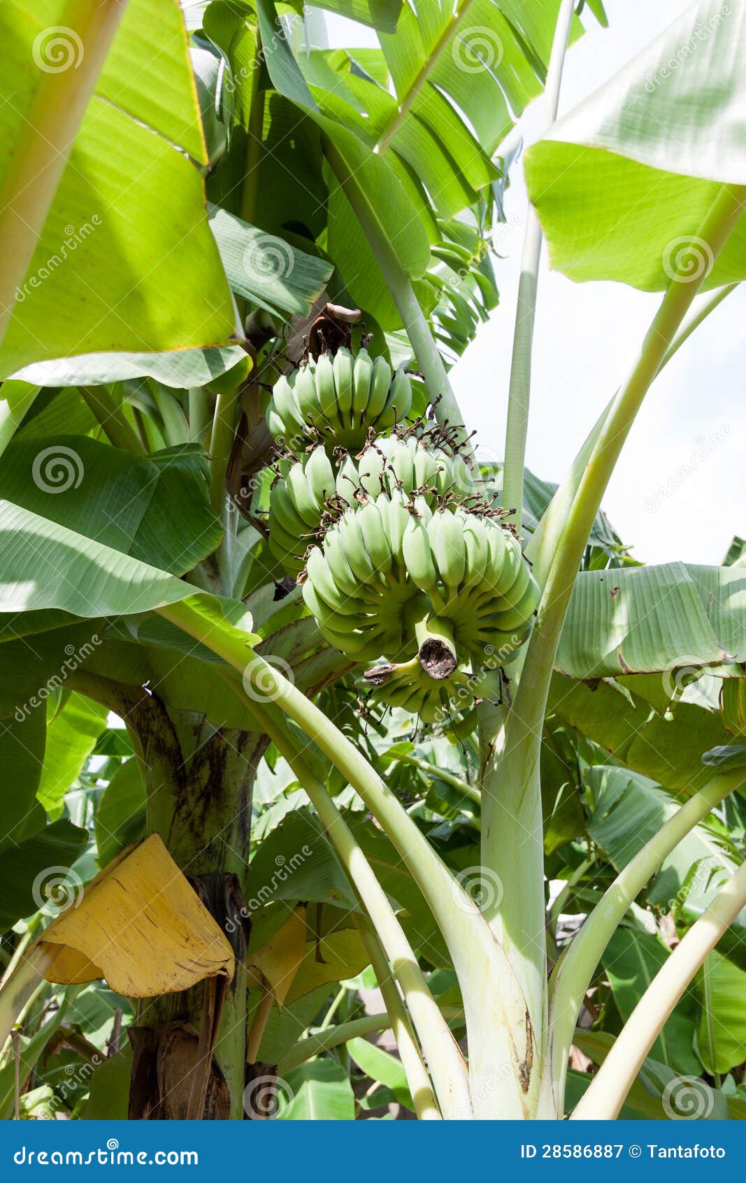 Bunch of Ripening Bananas on Tree Stock Image - Image of plant, skin ...
