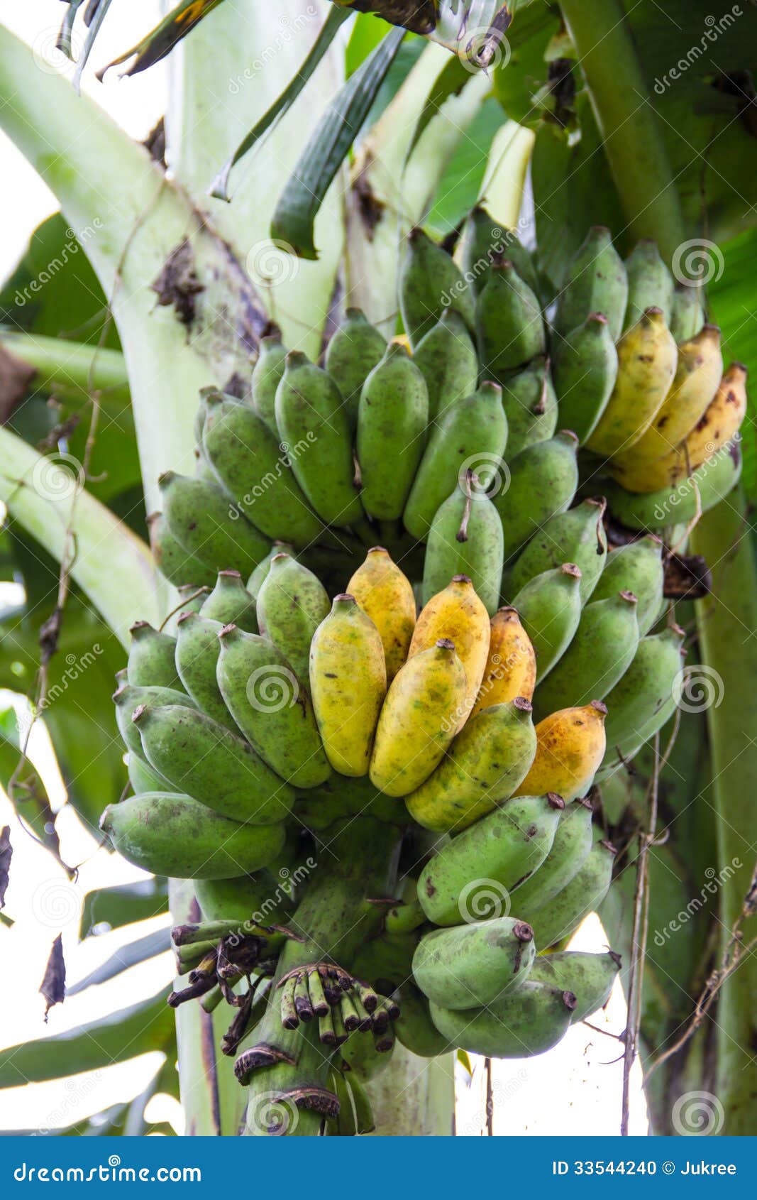 Bunch of ripening bananas stock photo. Image of sweet - 33544240