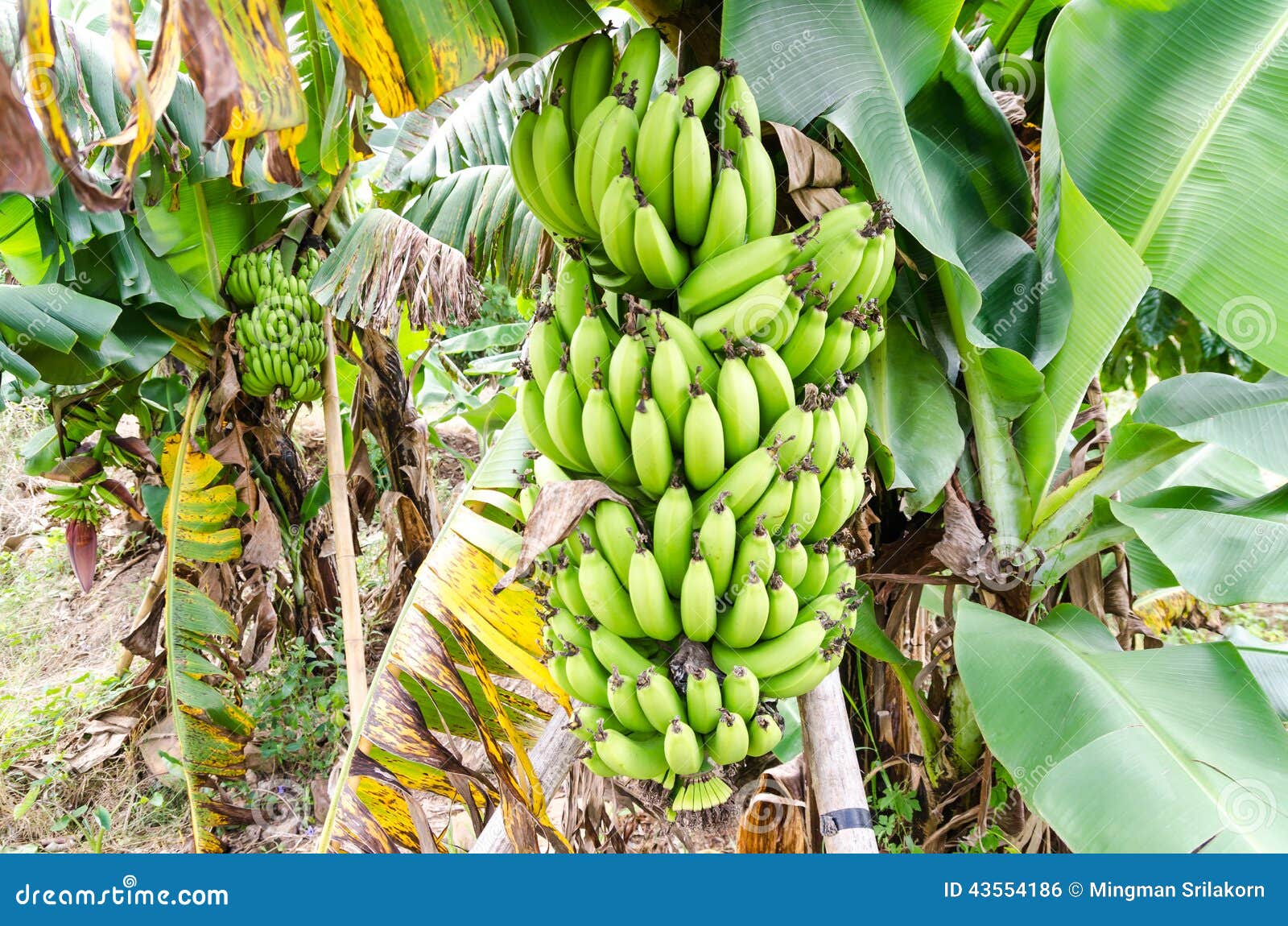 Bunch of Ripening Bananas on Tree Stock Photo - Image of macro, fresh ...
