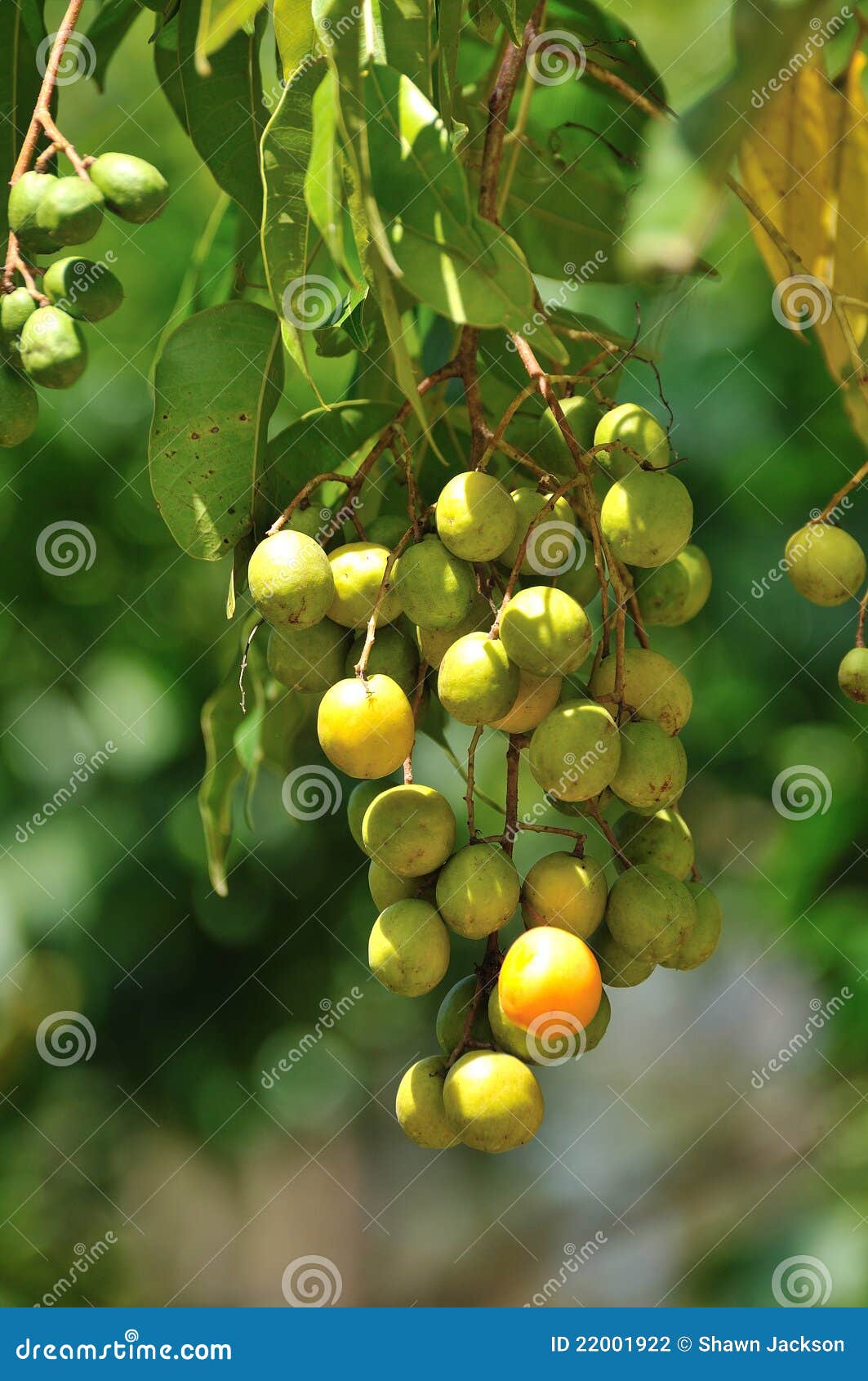 Bunch of Ripening Hog Plums Stock Photo - Image of leaves, tropical ...