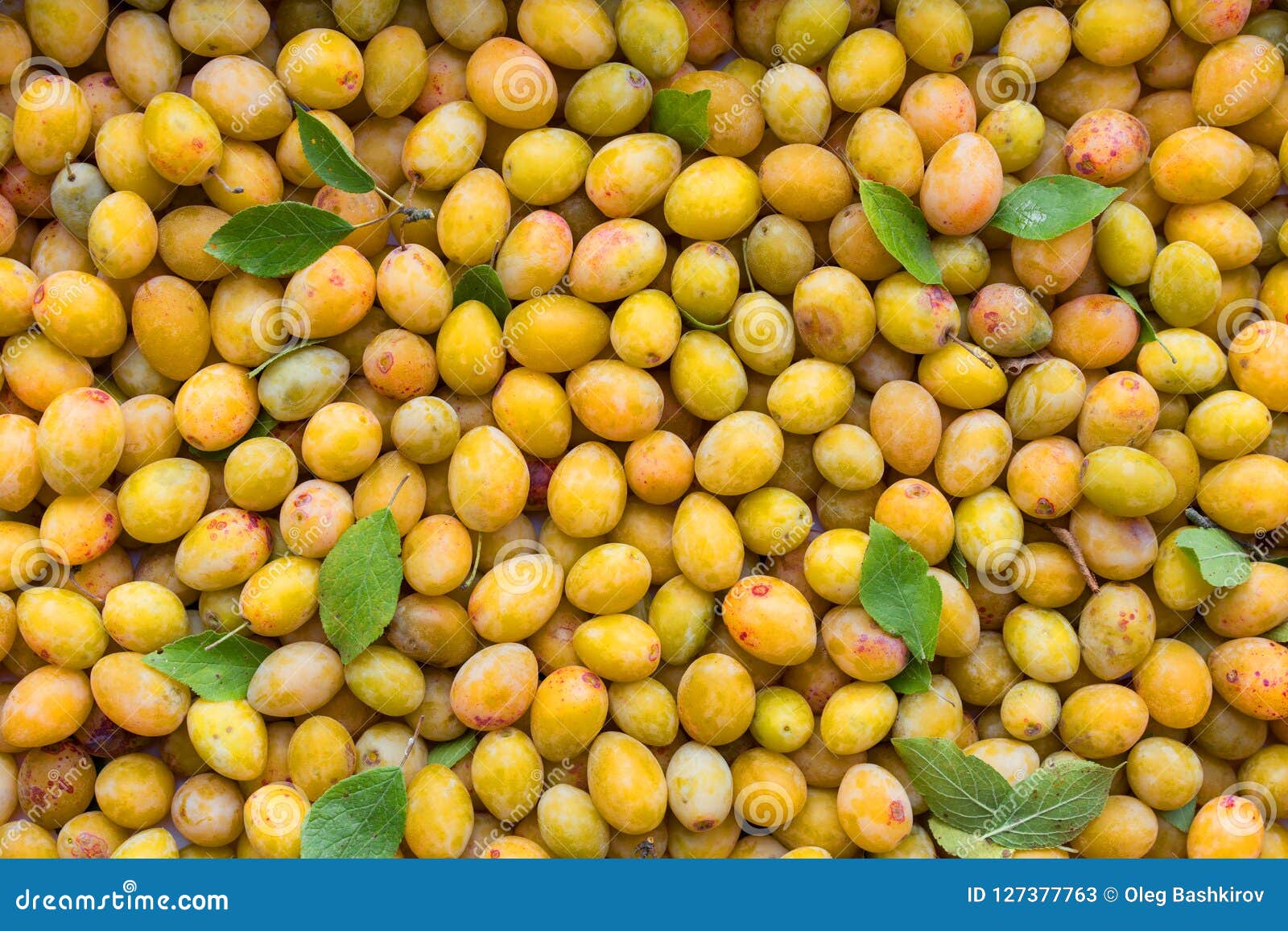 Bunch of Ripped Yellow Plums. Stock Image - Image of isolated ...