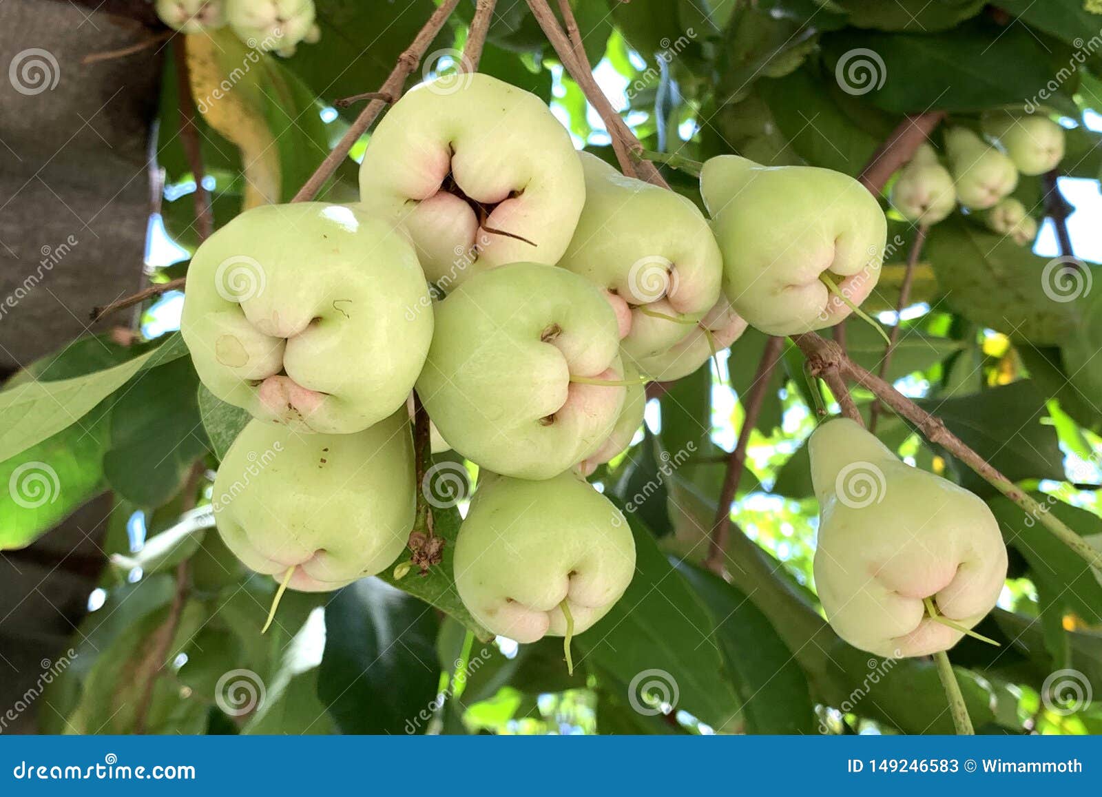 Bunch of Rose Apple on Tree Stock Image - Image of fruit, beautiful ...