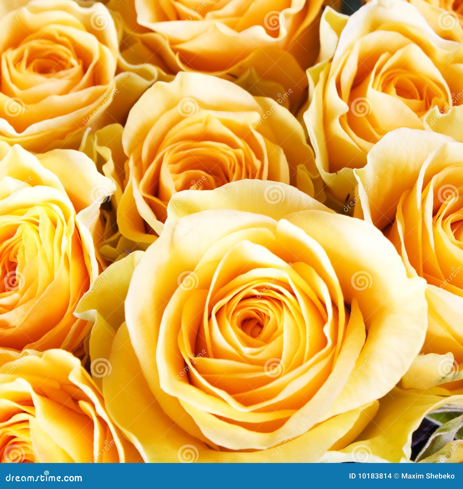 Bunch of roses stock photo. Image of aroma, close, leaf - 10183814