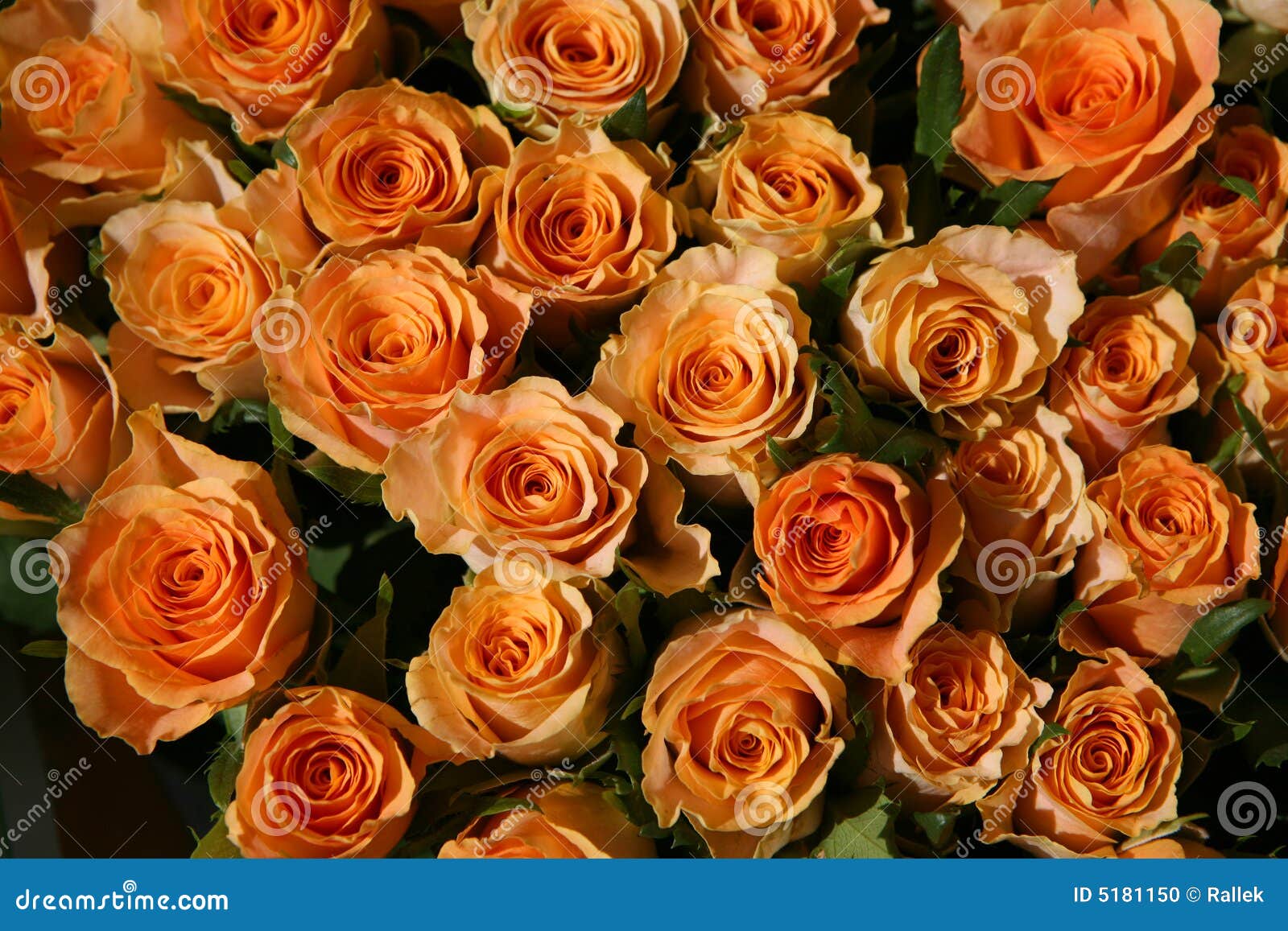 Bunch of roses stock photo. Image of bright, roses, blooming - 5181150