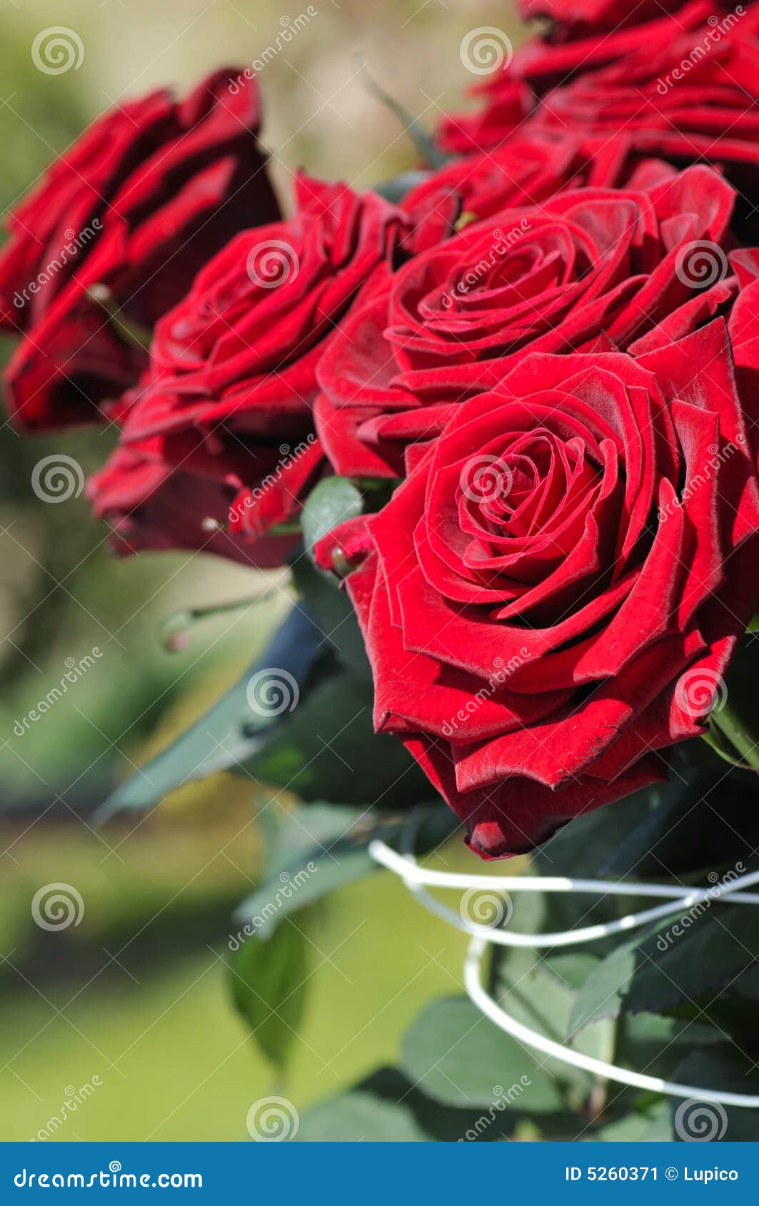 Bunch of Roses stock image. Image of nature, flowers, beauty - 5260371
