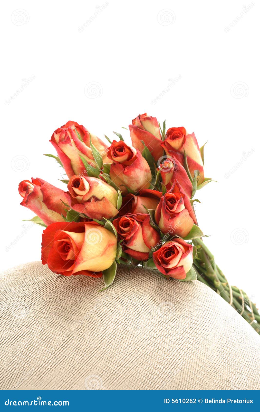 A Bunch of roses stock photo. Image of buds, sensual, layers - 5610262