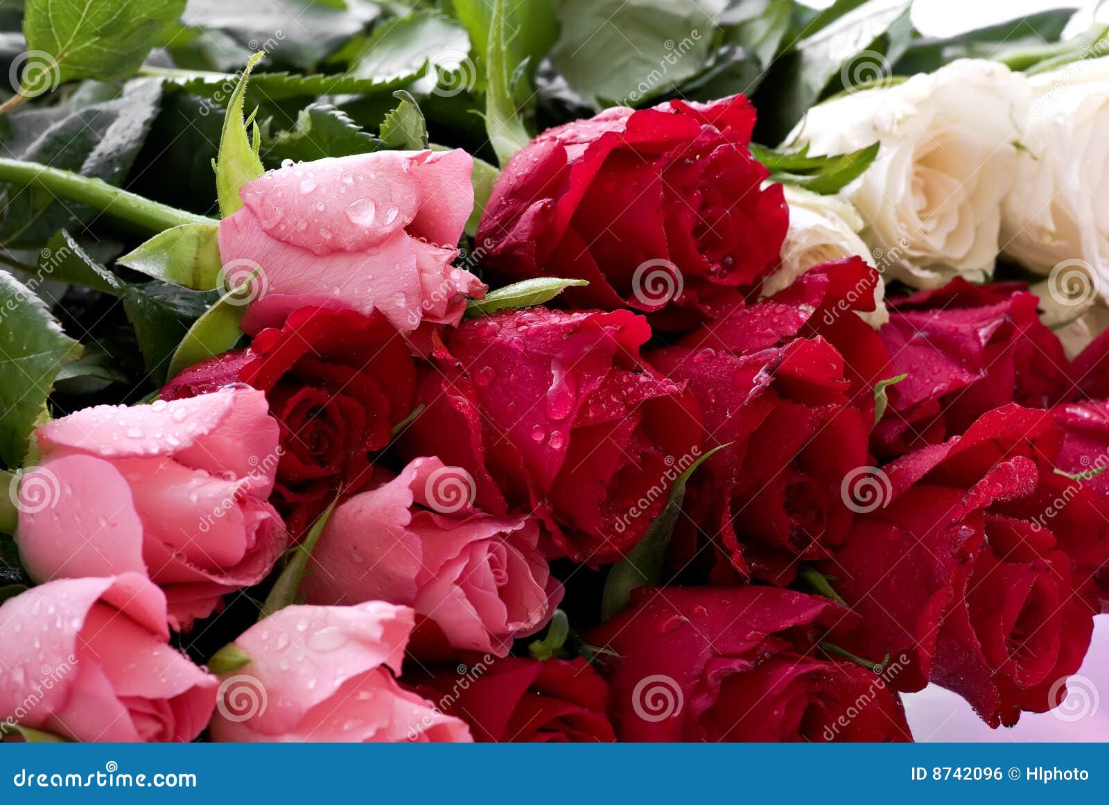 Bunch of Roses stock photo. Image of decoration, birthday - 8742096