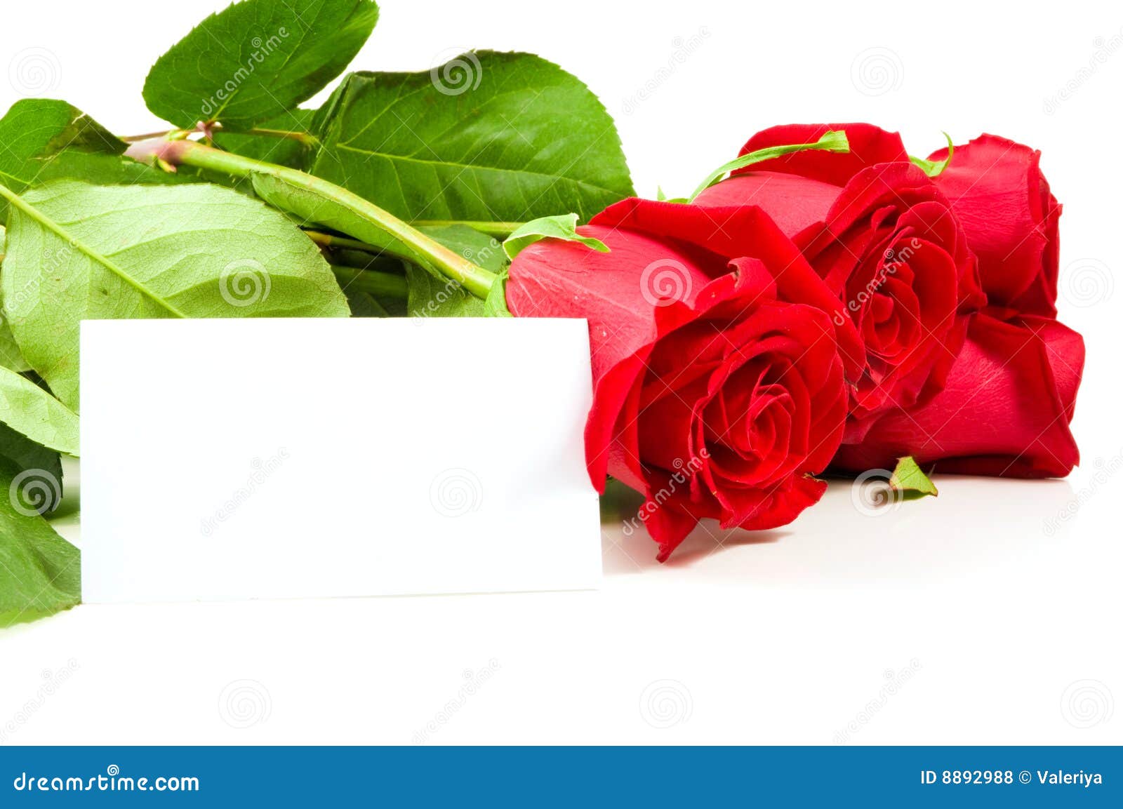 A Bunch of Roses with a Blank Card Stock Photo - Image of fragility ...
