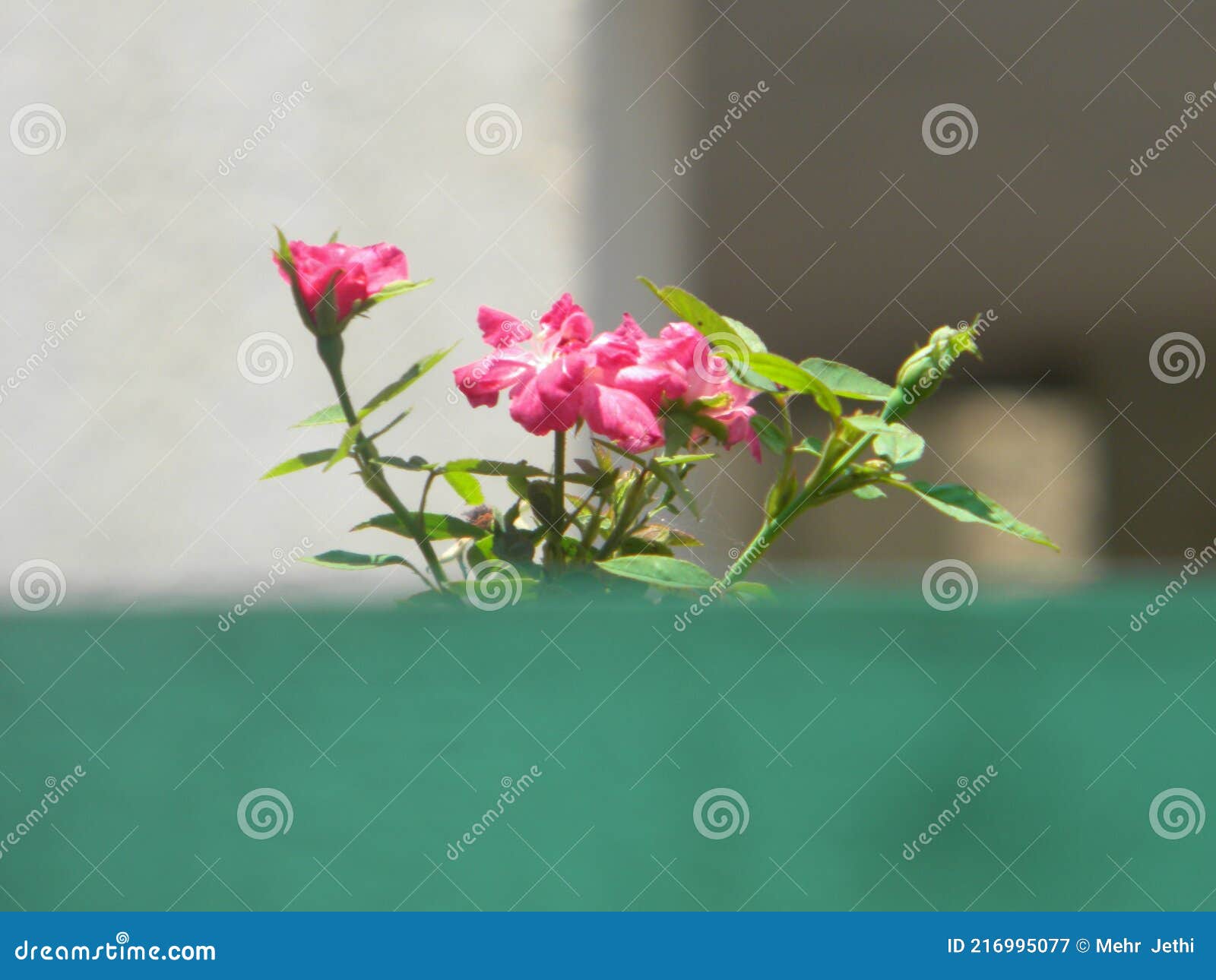 A Bunch of Roses Growing Together Stock Image - Image of together, grow ...