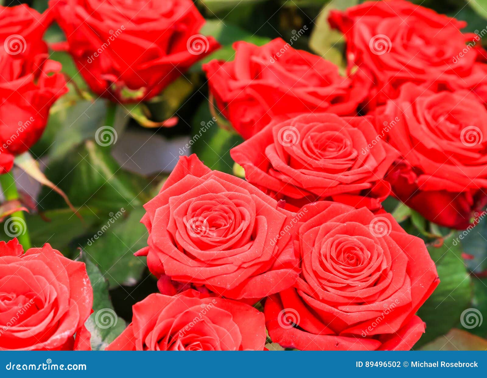 Bunch of Roses stock photo. Image of bloom, organic, flower - 89496502