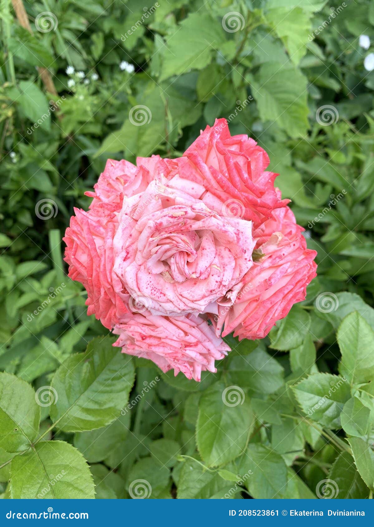 Bunch of roses stock image. Image of peony, bouquet - 208523861