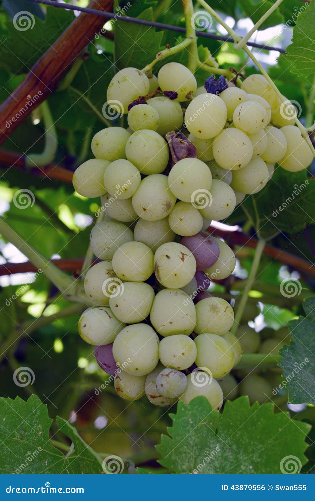Bunch Rot Grapes Infection. Stock Photo - Image of noble, agriculture ...