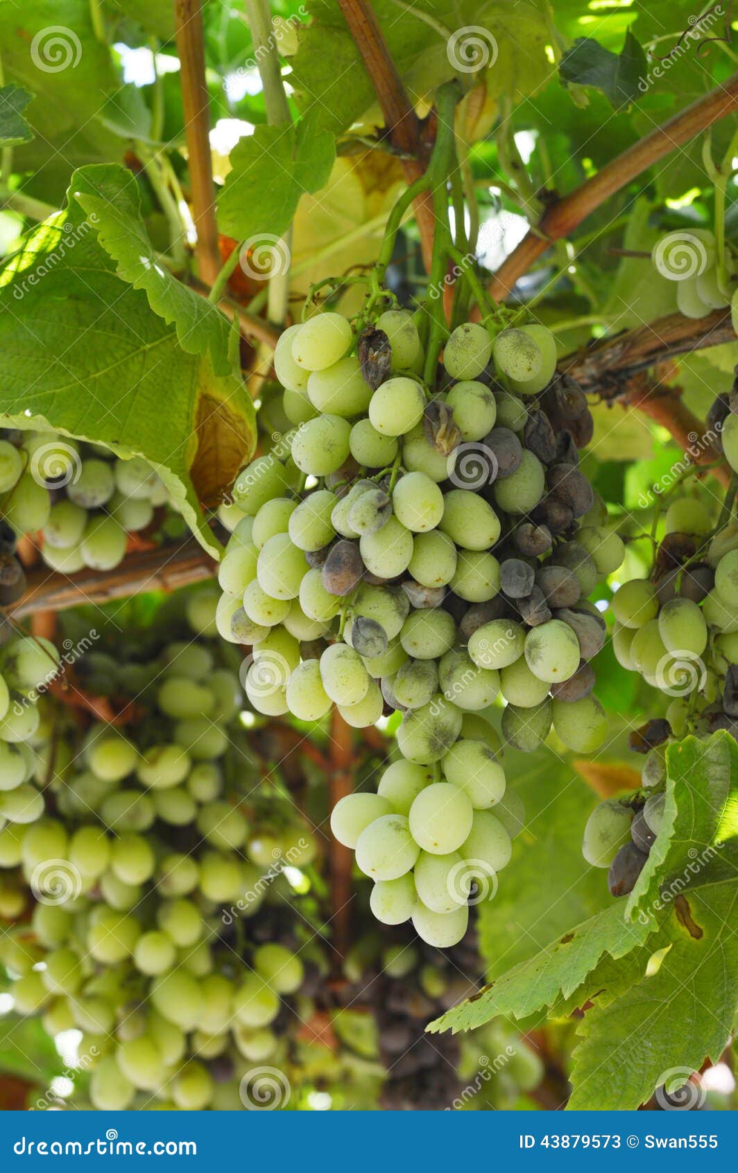 Bunch Rot Grapes Infection. Stock Image - Image of juicy, botrytis ...