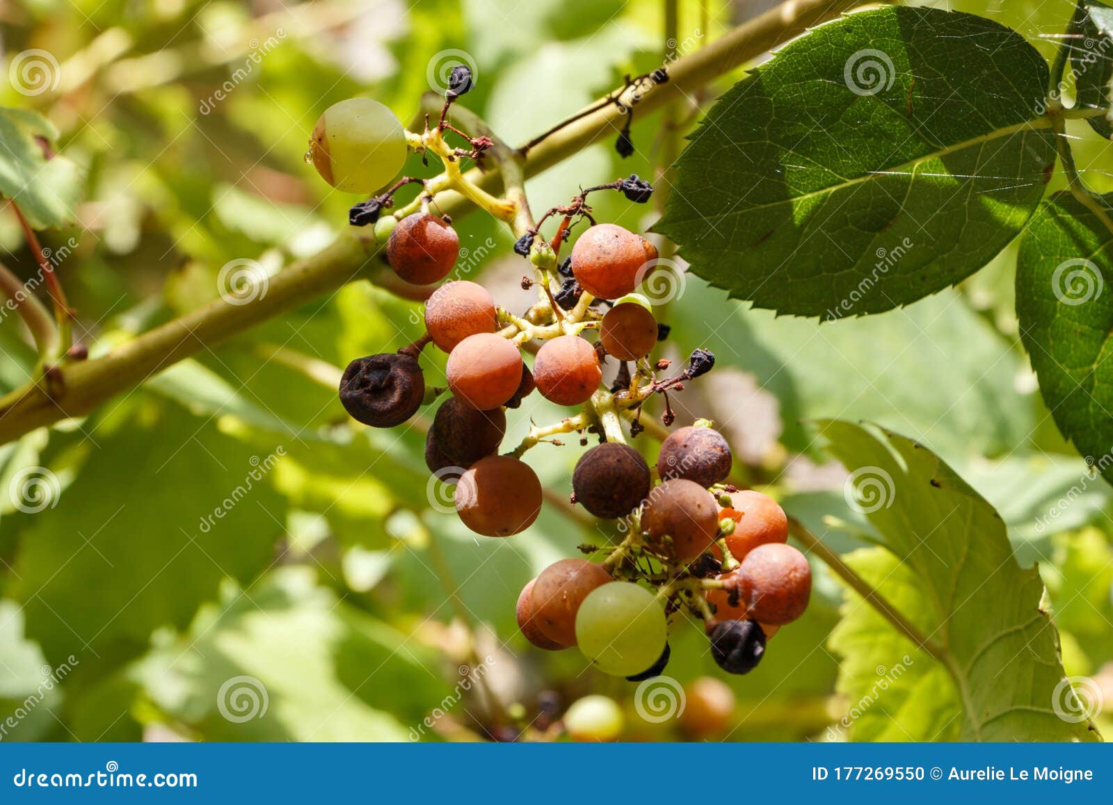 Bunch of Rotten Grapes on a Vine Stock Photo - Image of black, grape ...