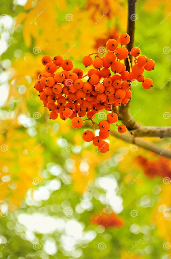 Bunch of rowan stock image. Image of nature, colored - 28713267