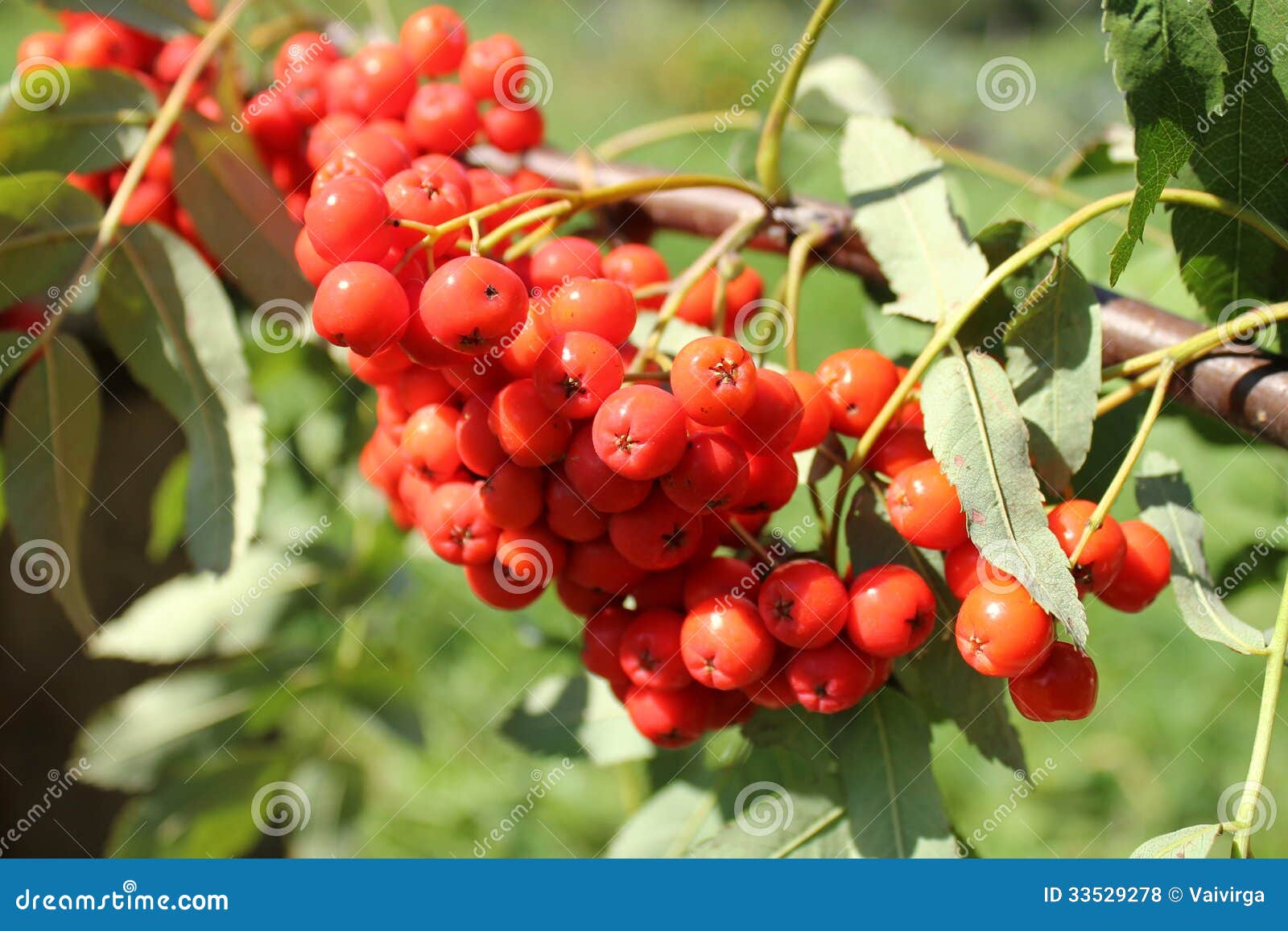 Bunch of rowan berries stock photo. Image of flora, background - 33529278