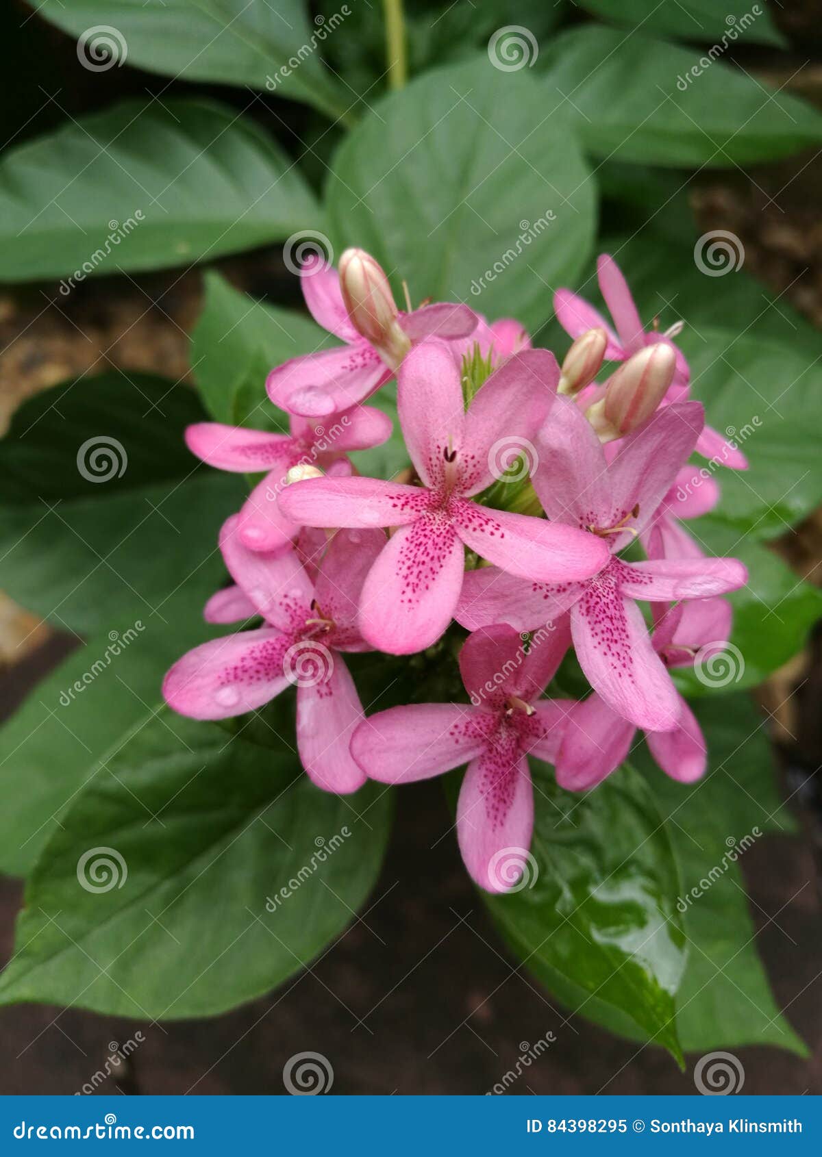 Bunch of ruspolia flowers stock image. Image of ruspolia - 84398295