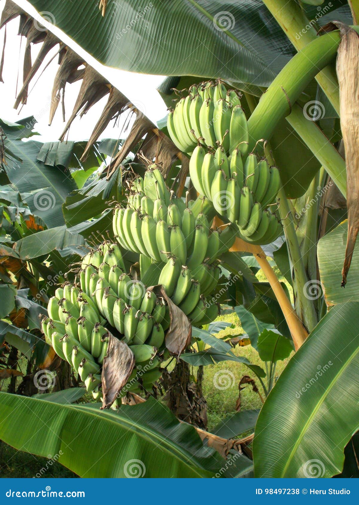 Bunch of Saba Banana on the Tree Stock Photo - Image of farm, hanging ...