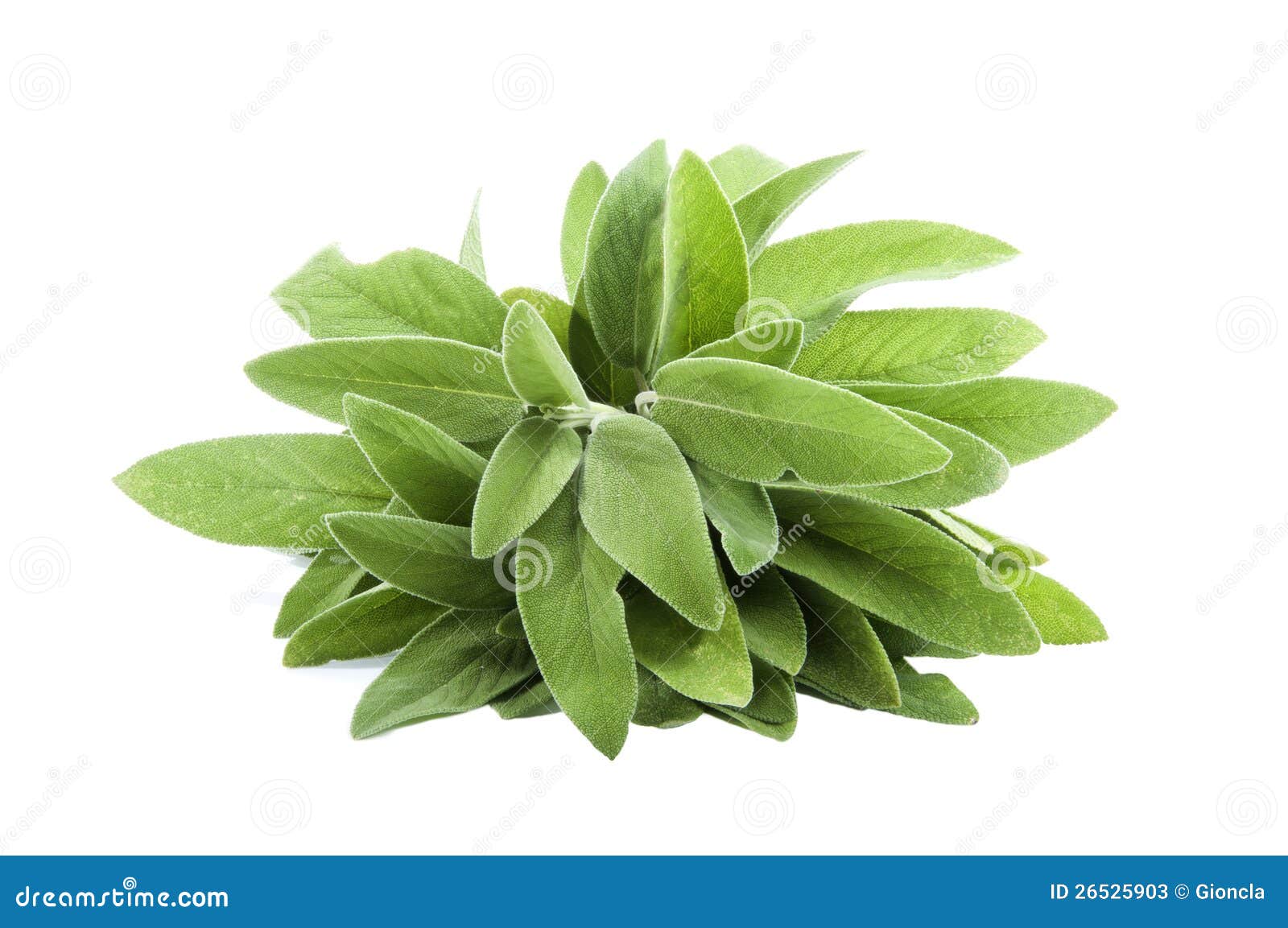 Bunch of sage stock image. Image of cultivated, cooking - 26525903
