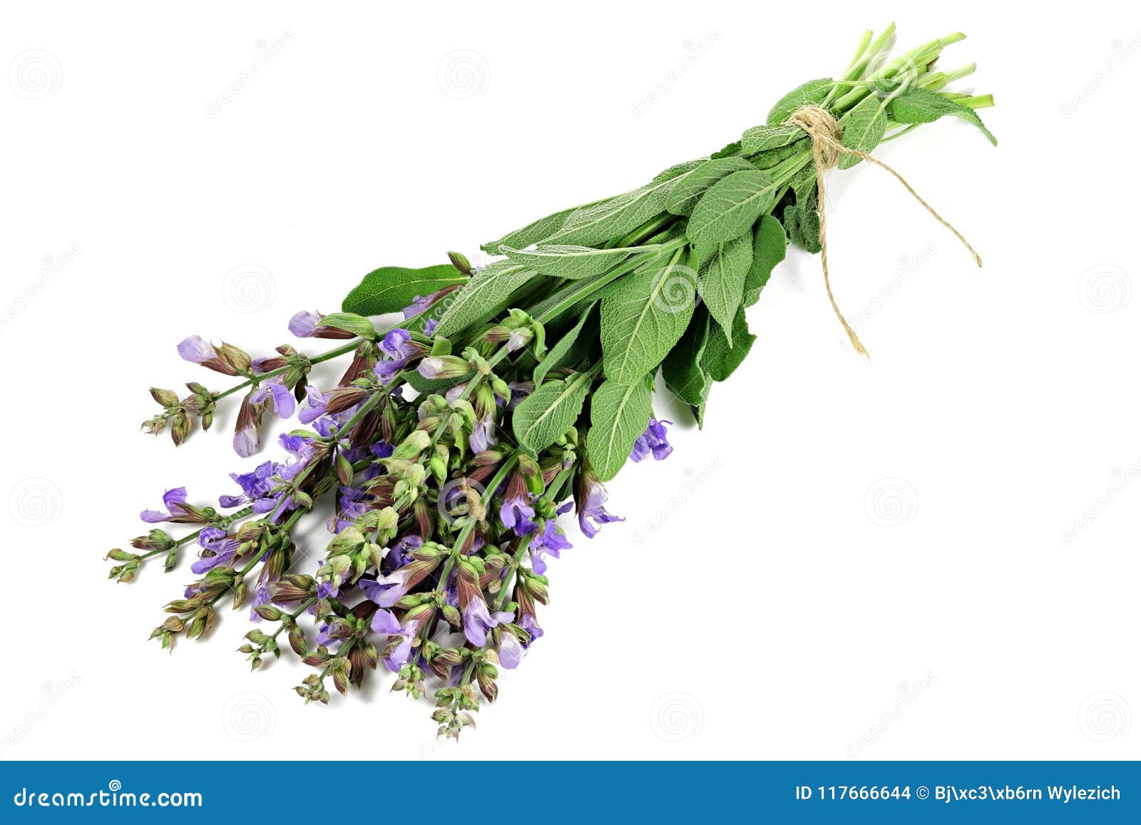 Bunch of sage stock photo. Image of biological, isolated - 117666644