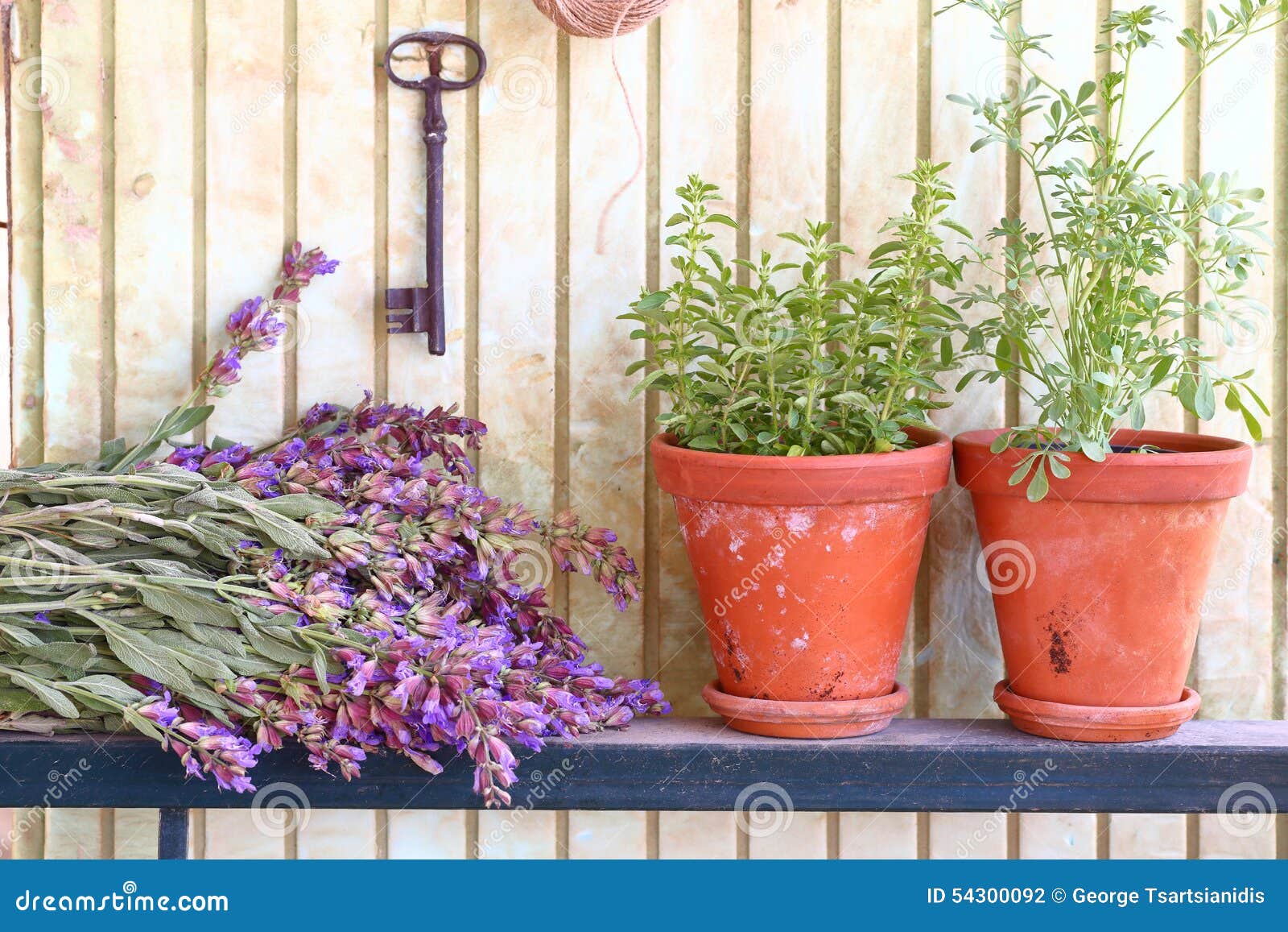 Bunch of Sage and Pots with Herbs Stock Photo - Image of natural ...