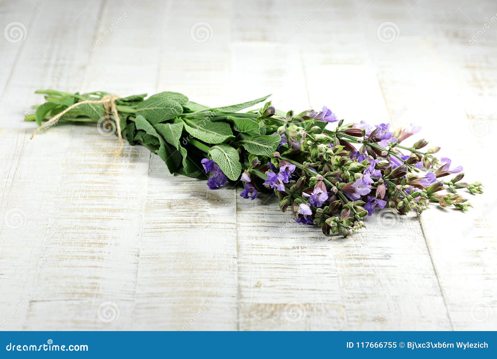 Bunch of sage stock image. Image of nutrition, officinalis - 117666755