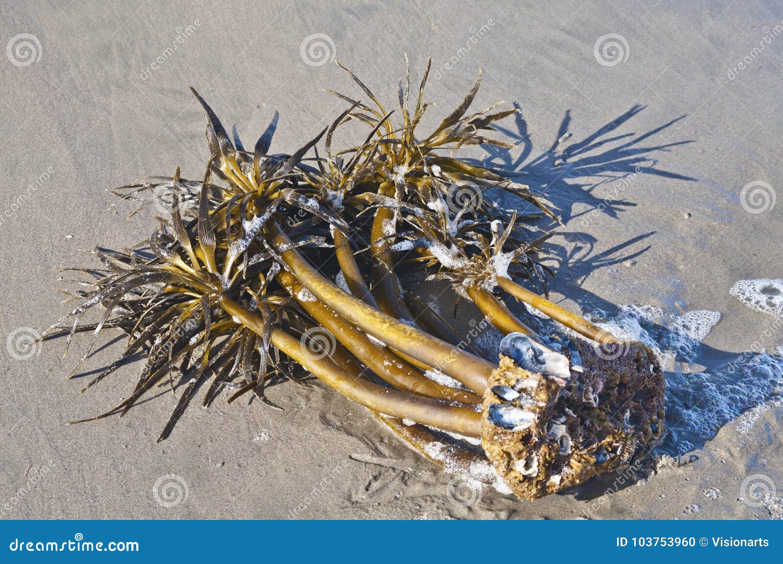 Bunch of Sea Kelp stock photo. Image of shore, seaside - 103753960