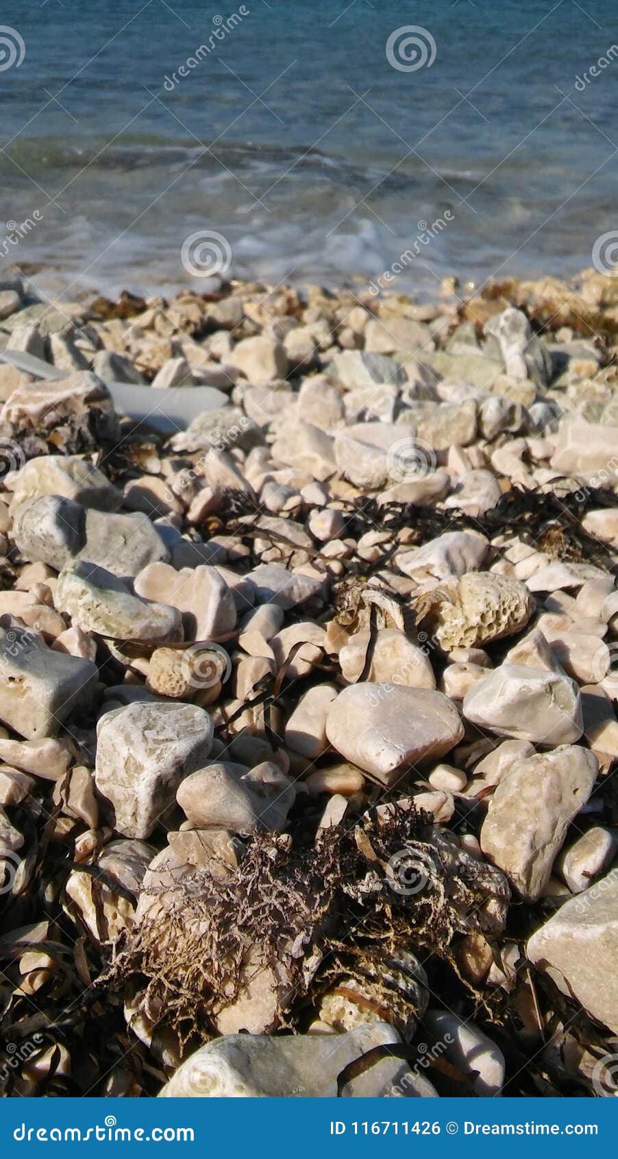 Sea Rocks on the Shore stock photo. Image of beach, shore - 116711426