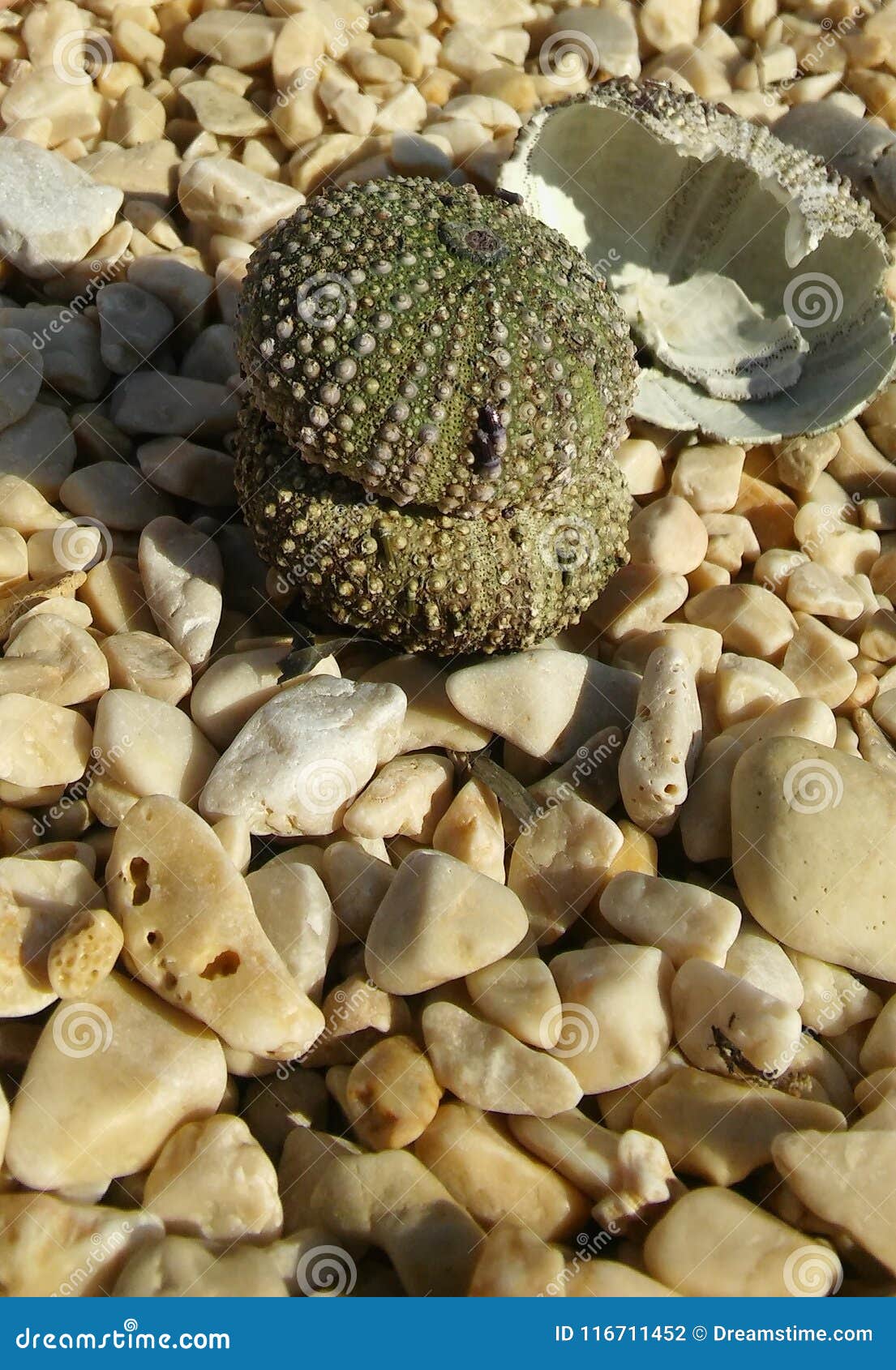Sea Rocks and Shells on the Shore Stock Photo - Image of sunny, island ...