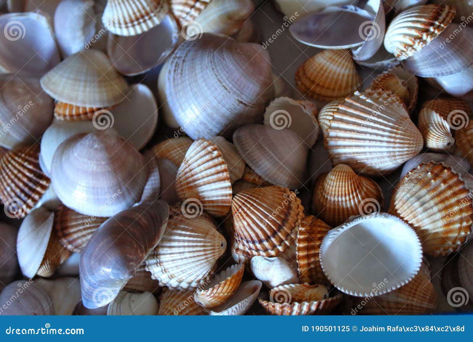 Bunch of sea shells stock image. Image of nature, closeup - 190501125