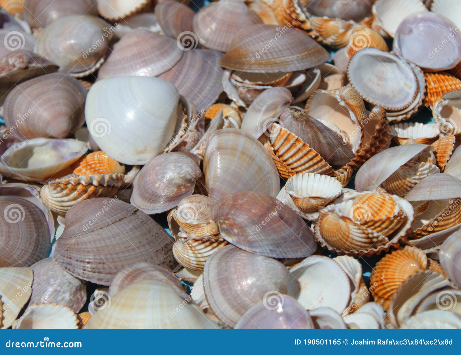 Bunch of sea shells stock image. Image of shells, nature - 190501165
