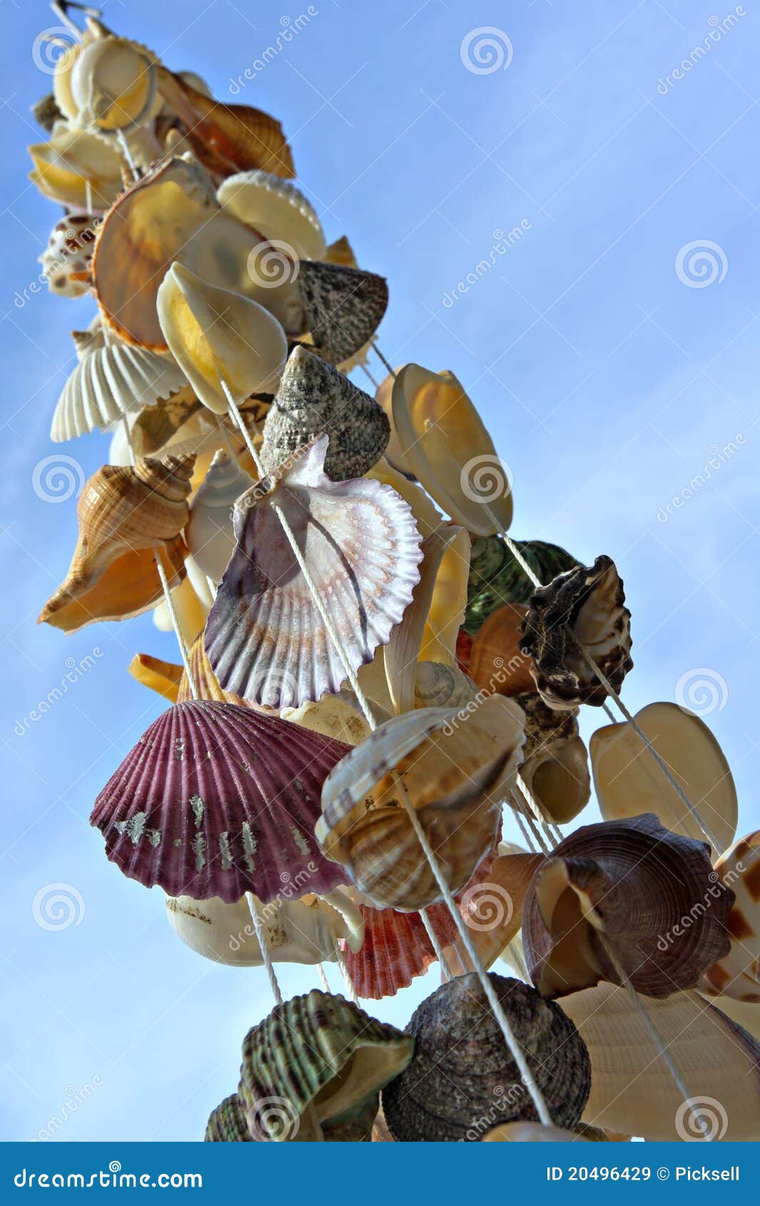 A bunch of Sea Shells. stock image. Image of color, aquatic - 20496429
