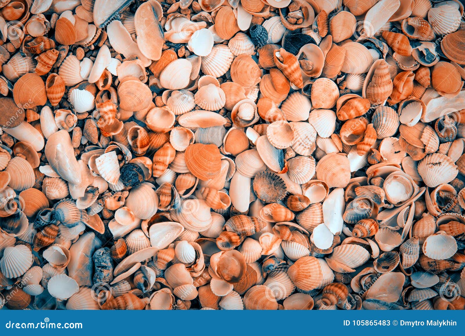 A bunch of sea shells stock image. Image of vacation - 105865483