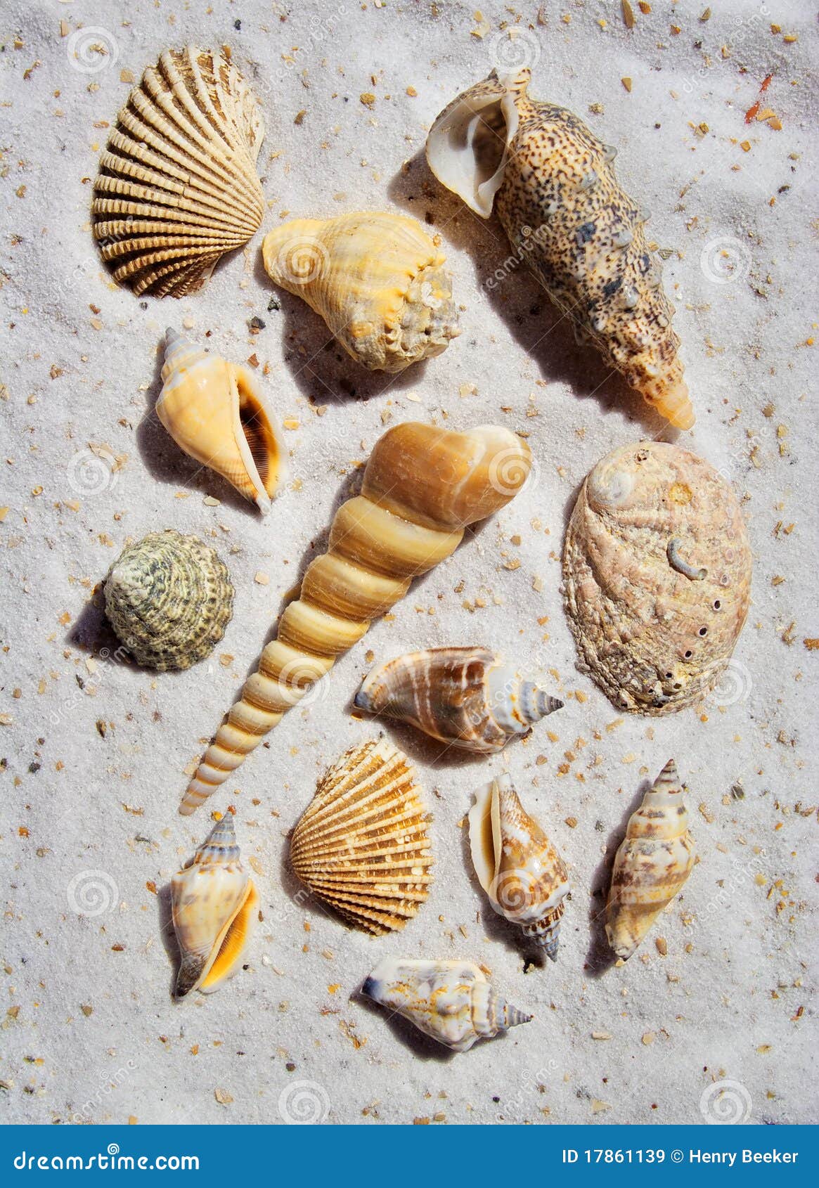 A Bunch of Sea Shells in the Sand Stock Image - Image of white, ocean ...