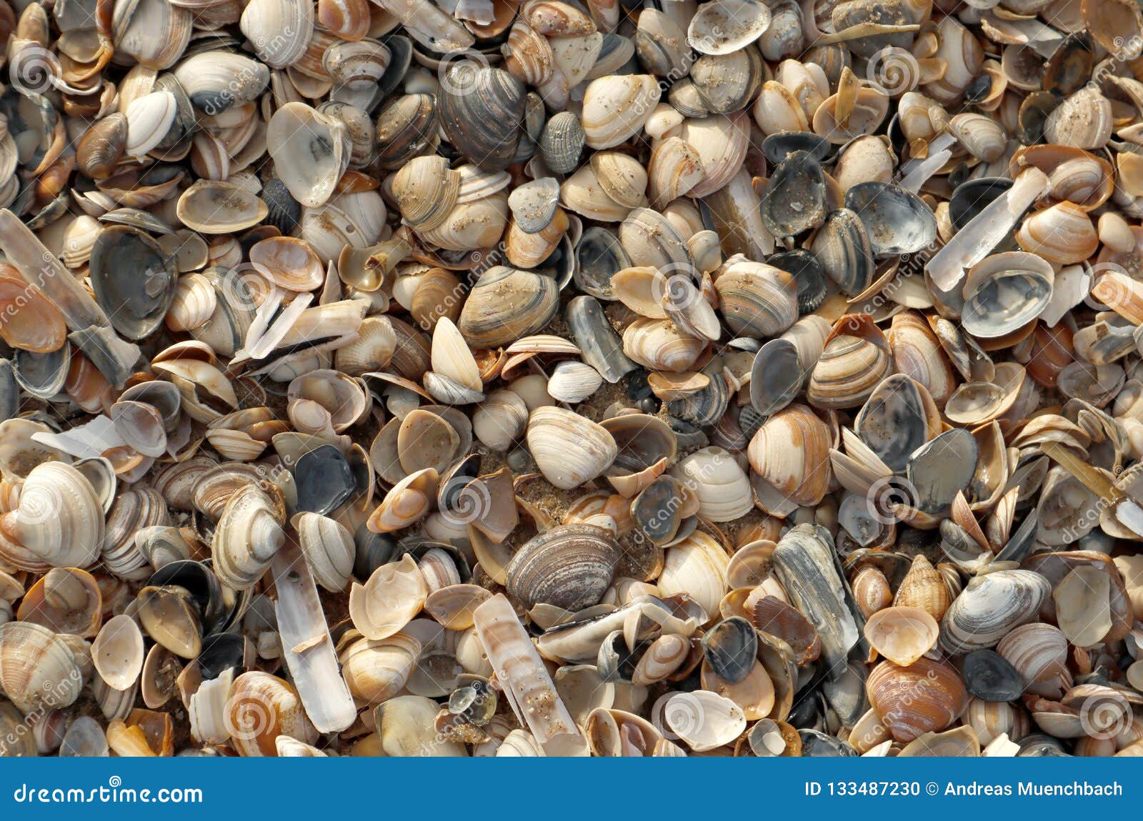 Bunch of Seashells by the Ocean Stock Photo - Image of abstract ...