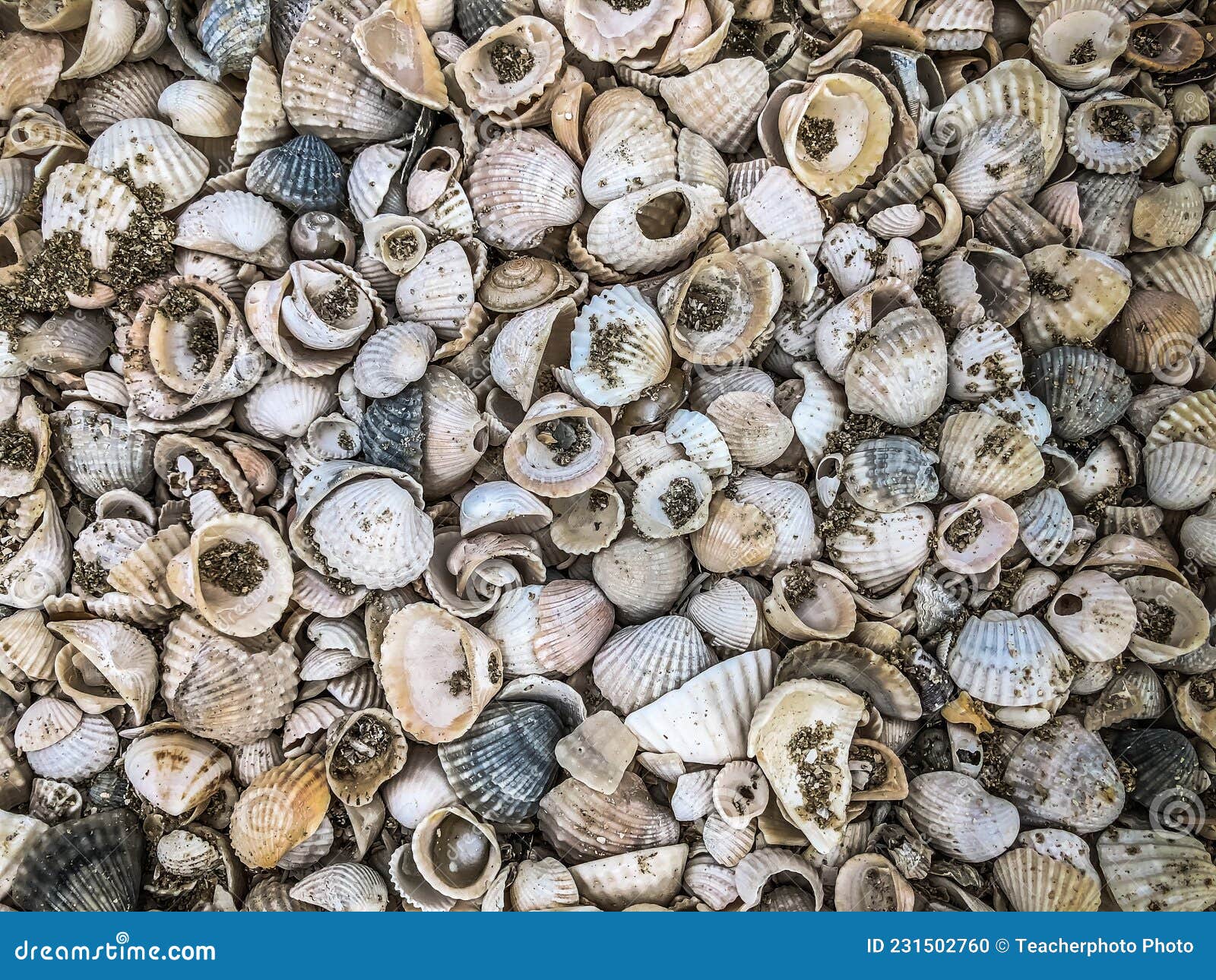 Bunch of Seashells on the White Sand Beach Stock Photo - Image of ...