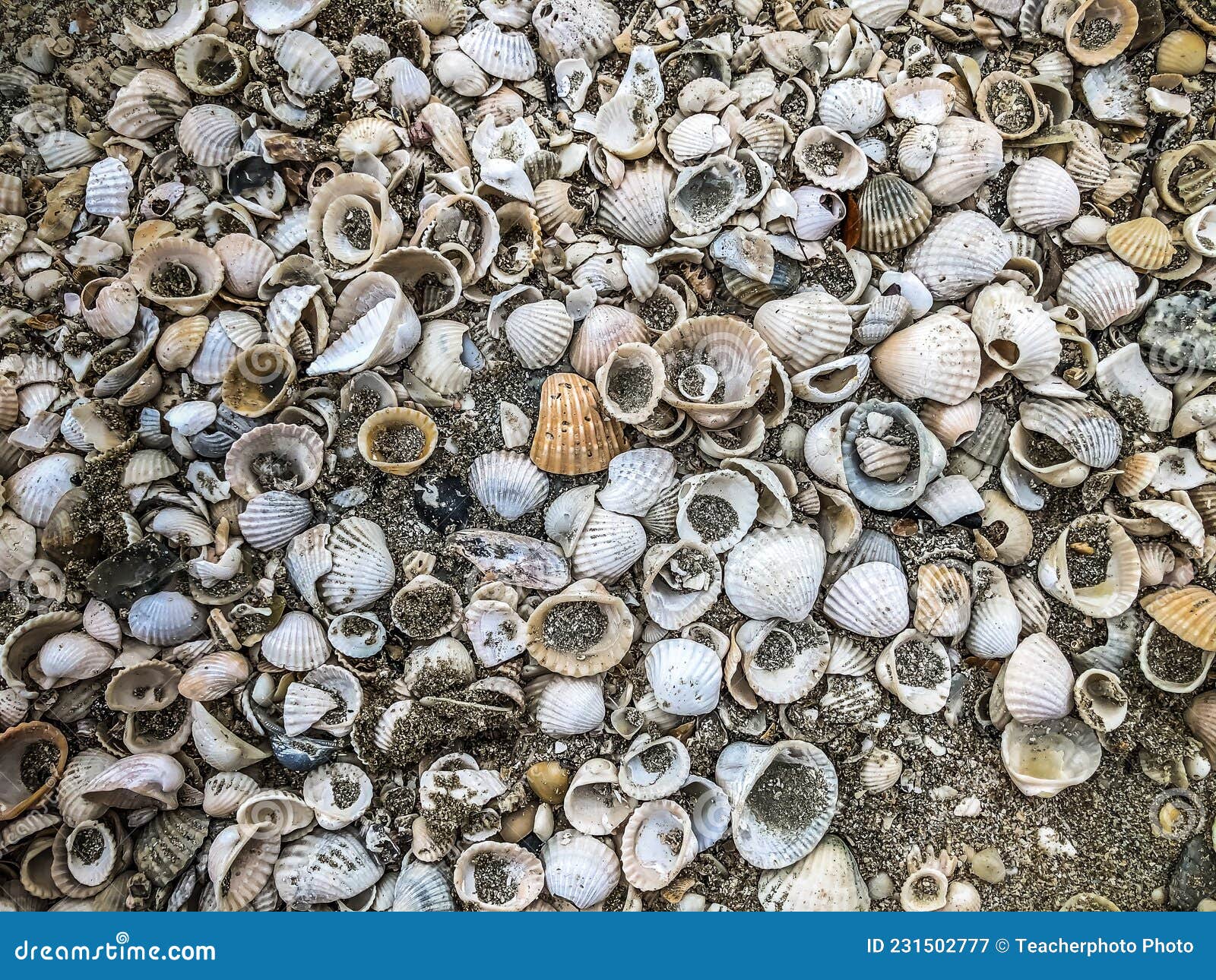 Bunch of Seashells on the White Sand Beach Stock Image - Image of life ...